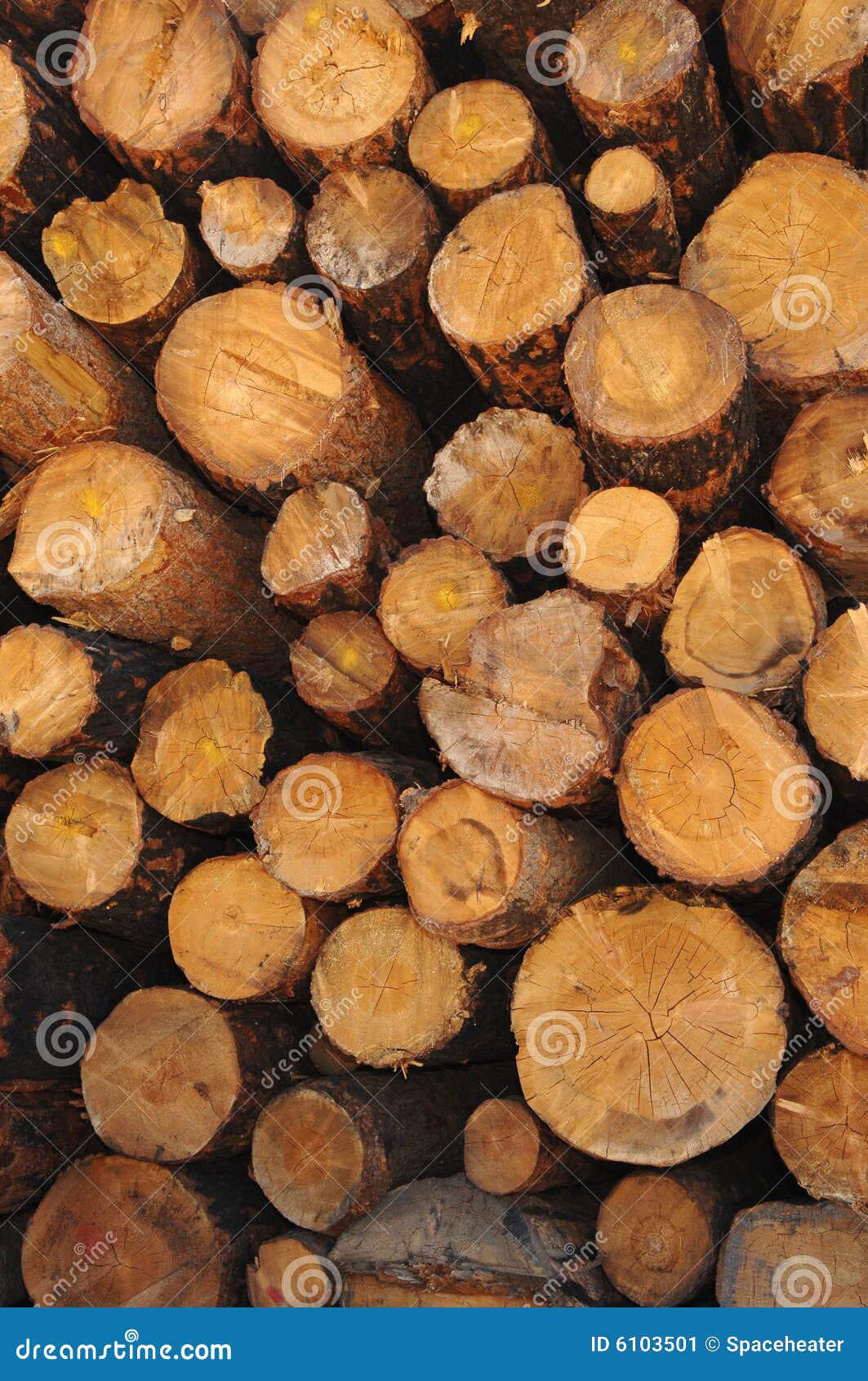 Wood, Lumber & Trees stock image. Image of wood, timber - 6103501