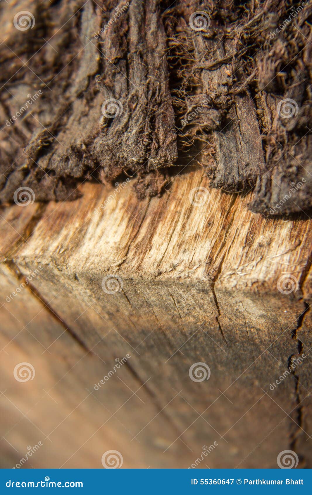 Wood Macro Texture - 1 stock image. Image of circle, aged - 55360647