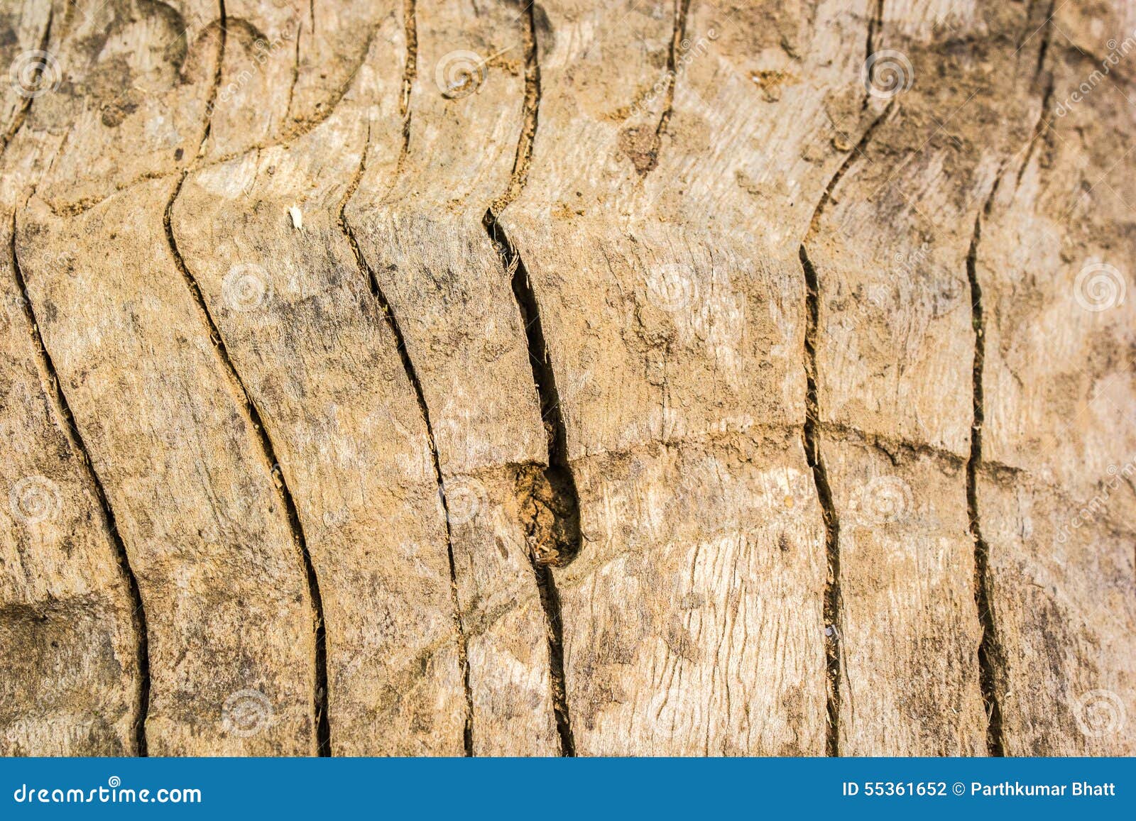 Wood Macro Texture - 5 stock photo. Image of environment - 55361652