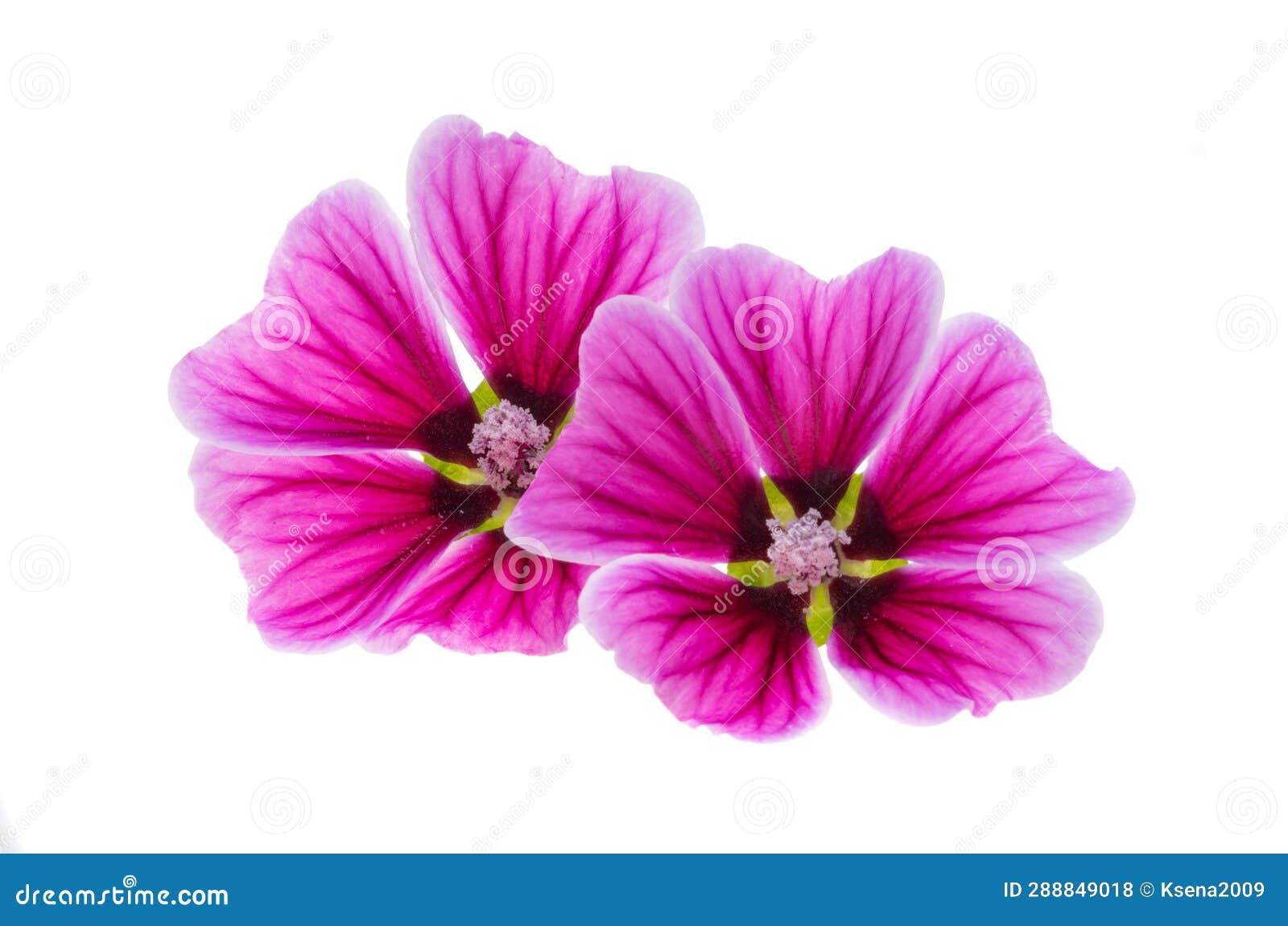 Wood mallow isolated stock photo. Image of wood, beauty - 288849018