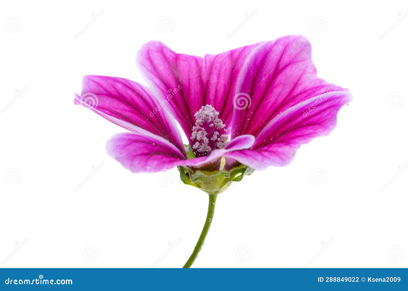 Wood mallow isolated stock photo. Image of leaf, mallow - 288849022