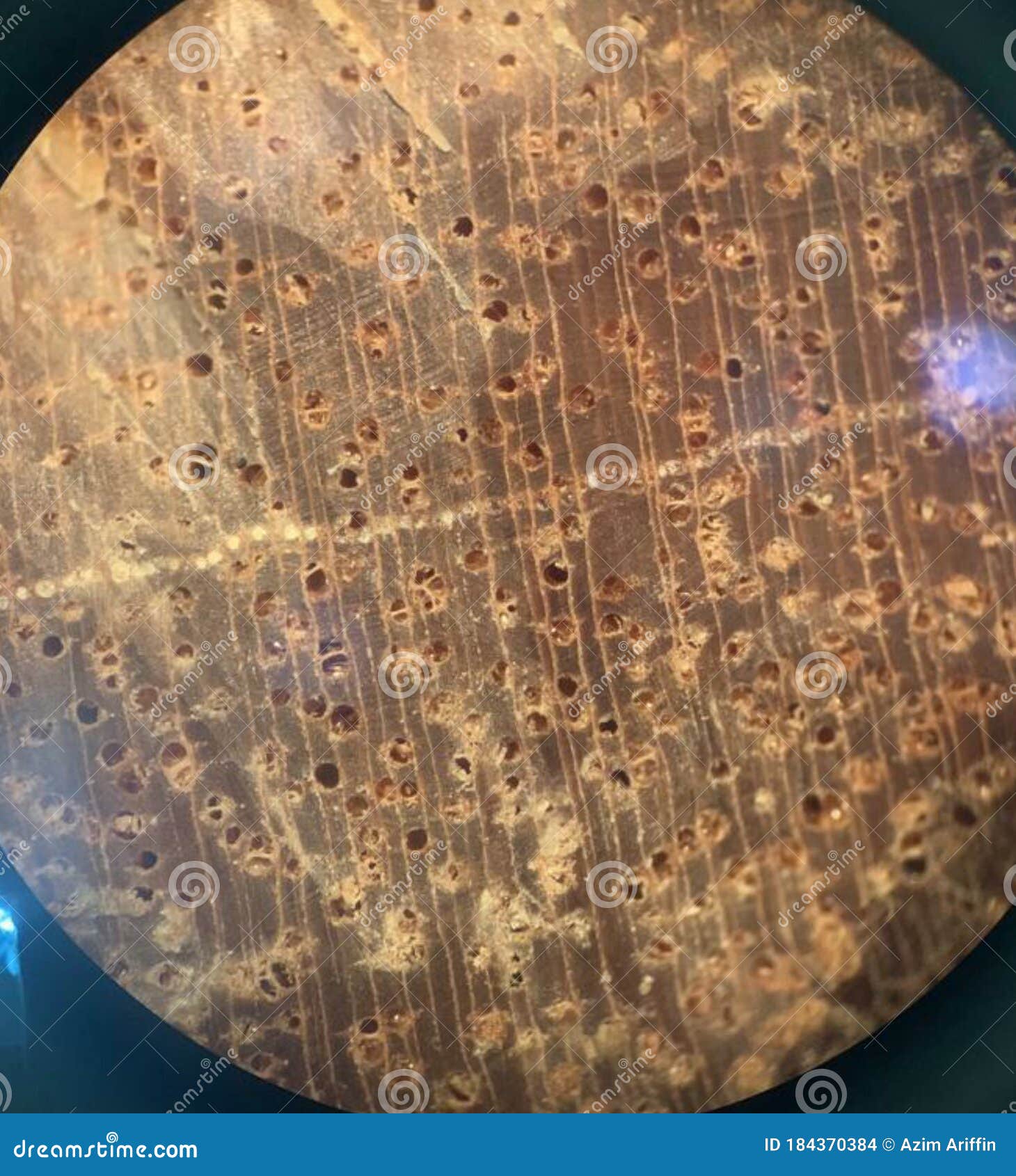 Microscopic Hardwood Stock Photos - Free & Royalty-Free Stock Photos ...