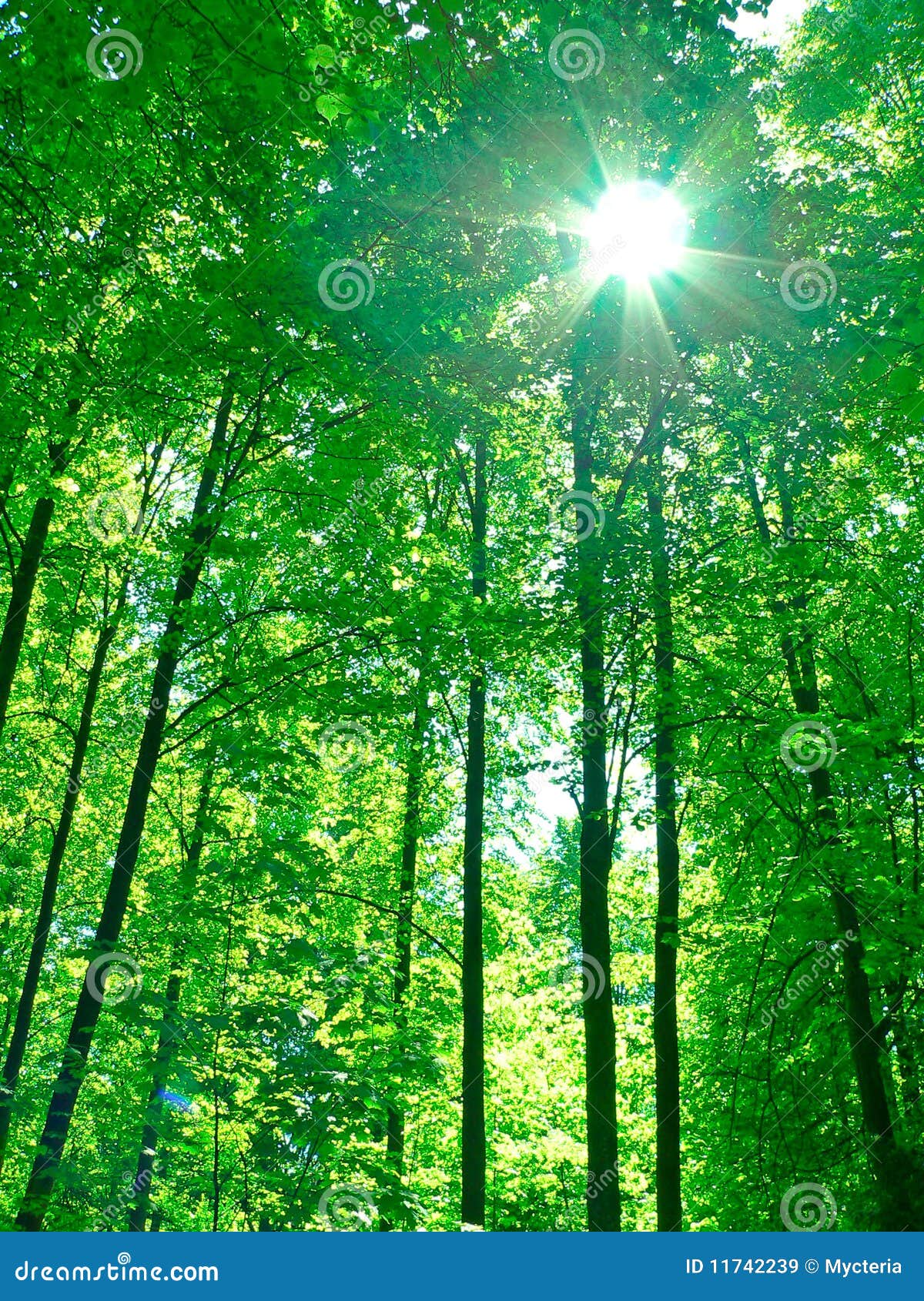 Wood in the morning stock image. Image of horizontal - 11742239