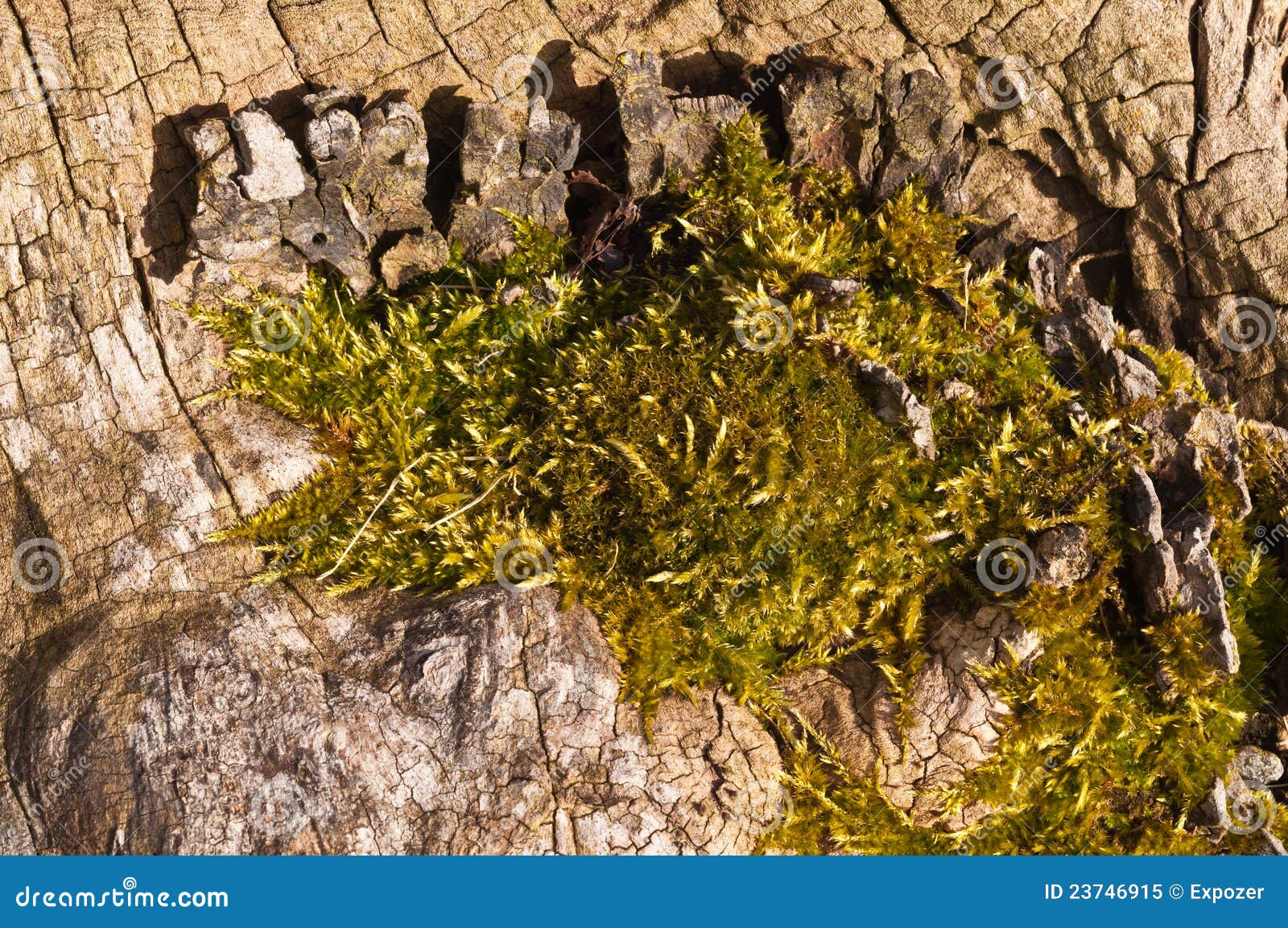 Wood with moss stock image. Image of leaf, color, biodiversity - 23746915
