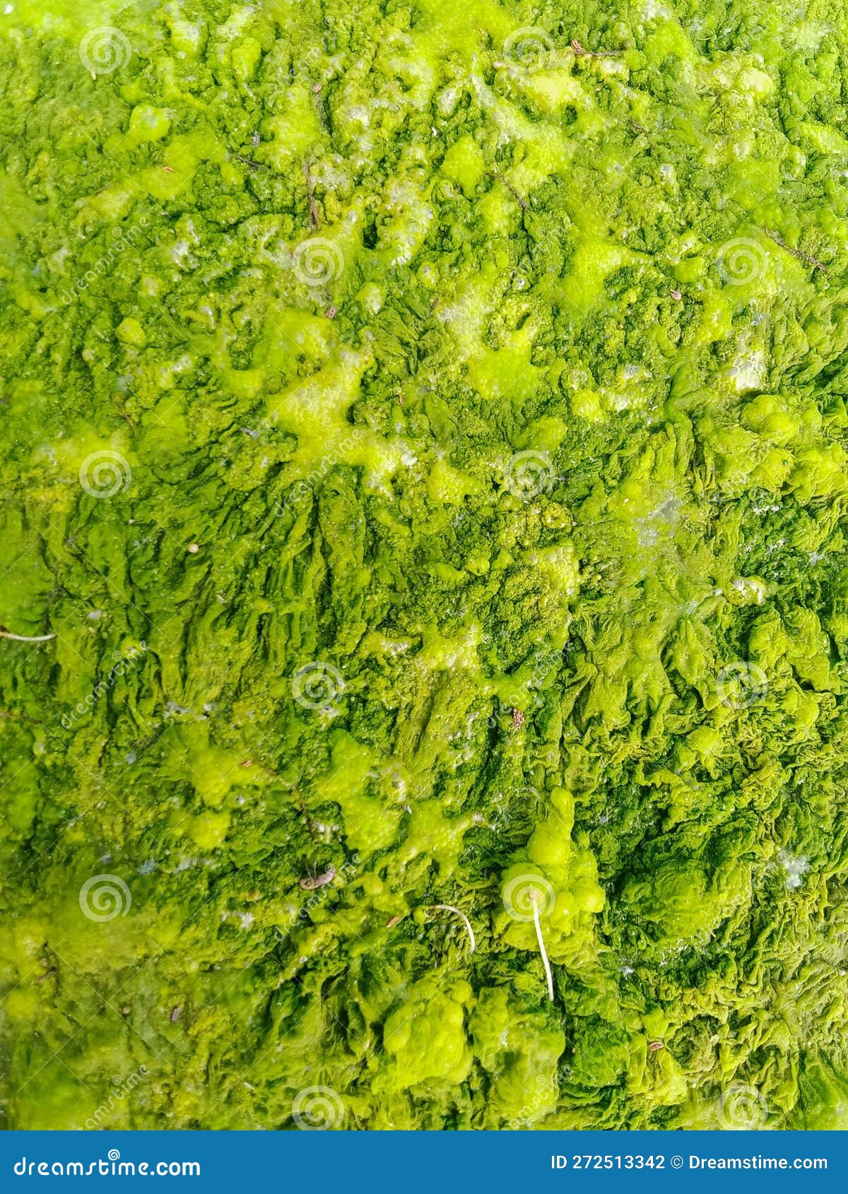 Wood moss . stock photo. Image of nature, shrub, tree - 272513342