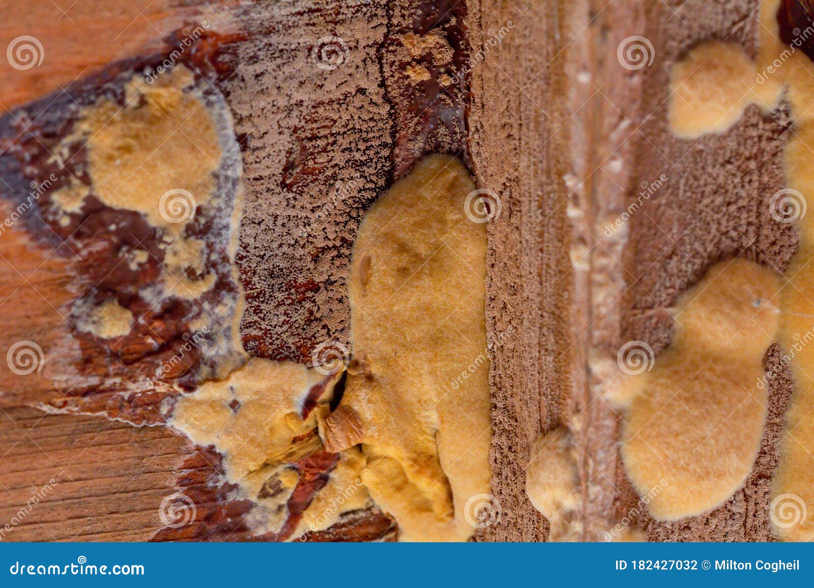 Wood Mould Inside a Garden Shed Stock Photo - Image of construction ...