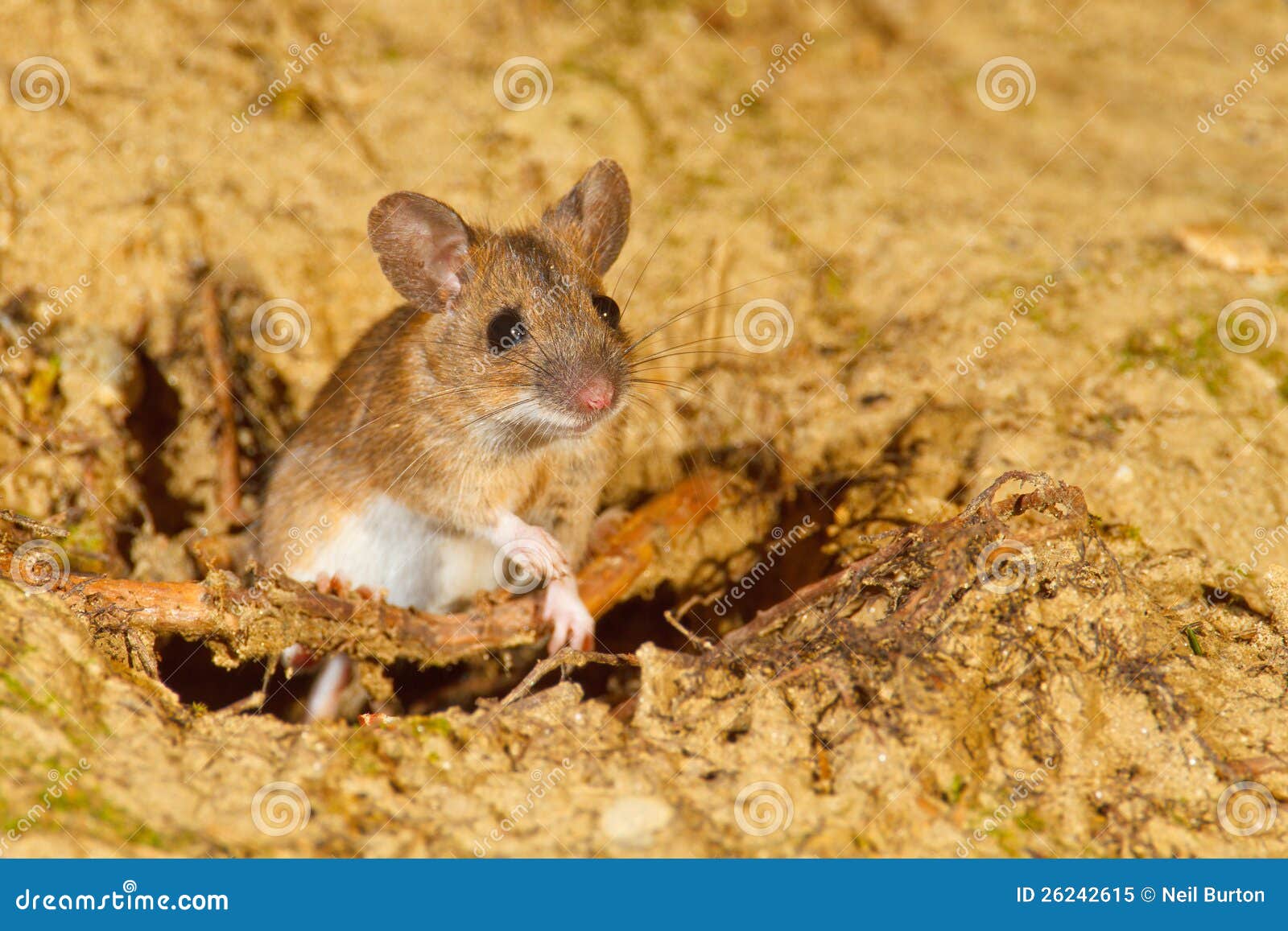 Wood Mouse stock image. Image of life, nuts, forest, wild - 26242615