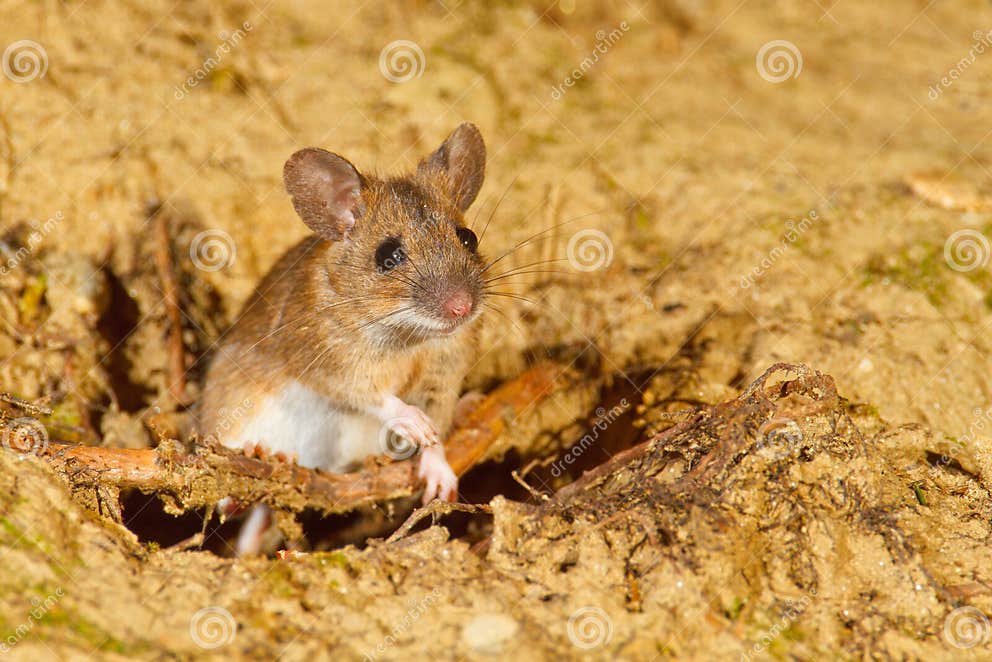 Wood Mouse stock image. Image of life, nuts, forest, wild - 26242615