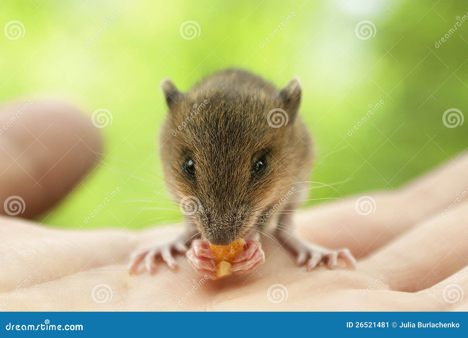 Wood mouse stock image. Image of rodent, wild, creature - 26521481