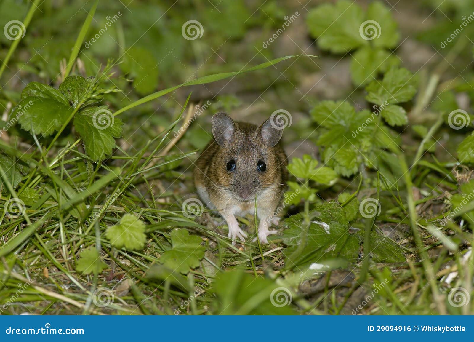 Wood Mouse stock photo. Image of sylvaticus, ears, furry - 29094916