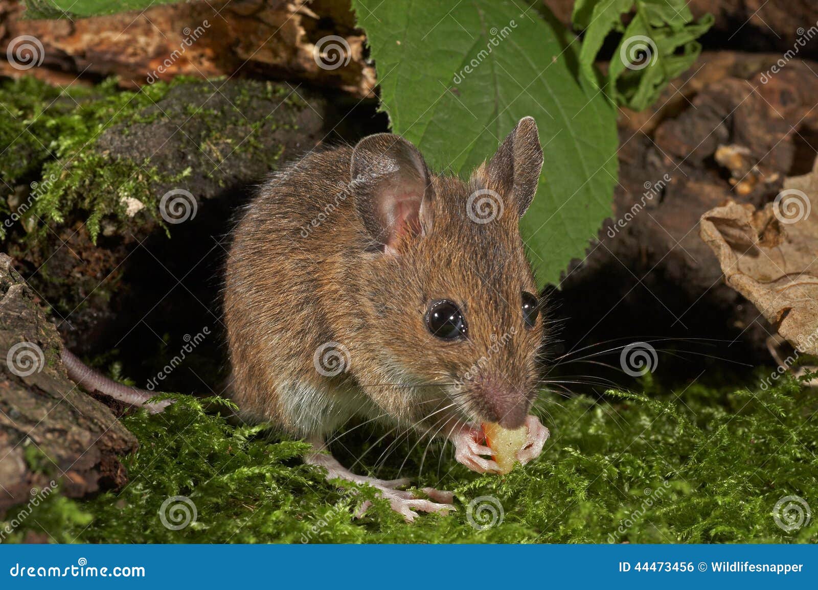 Wood Mouse - Apodemus Sylvaticus Stock Photo - Image of sylvaticus ...