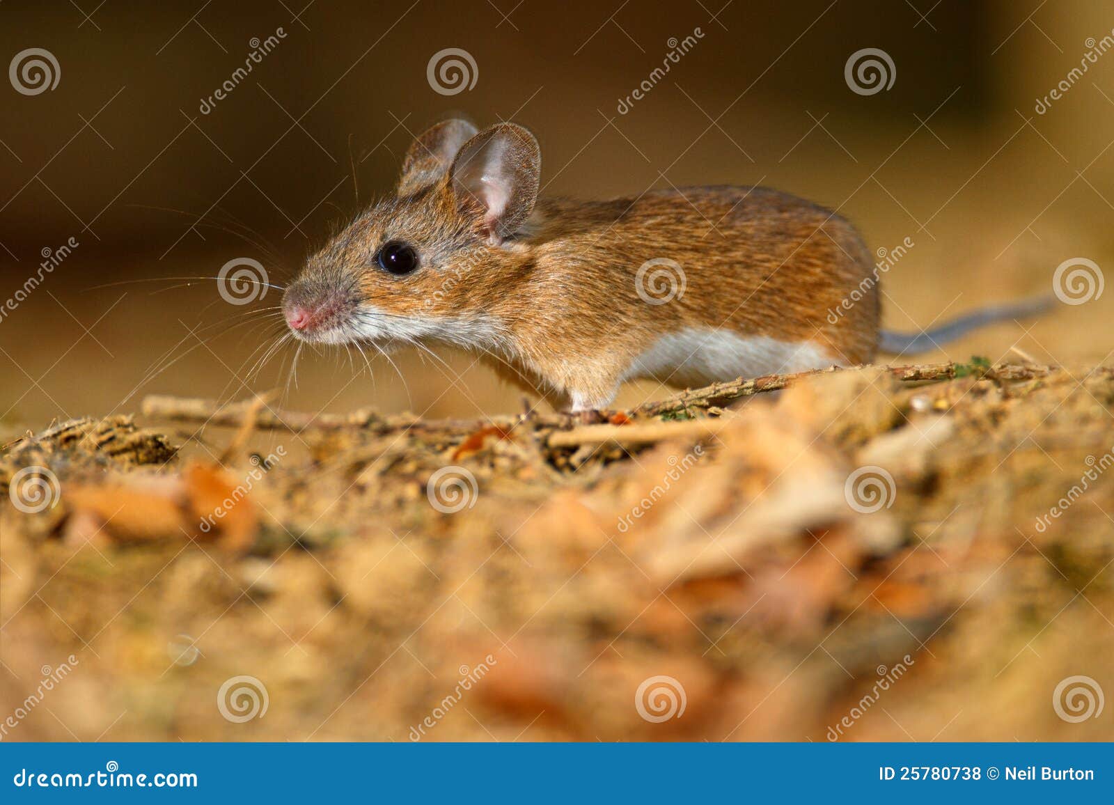 Wood Mouse foraging stock photo. Image of feeding, wood - 25780738