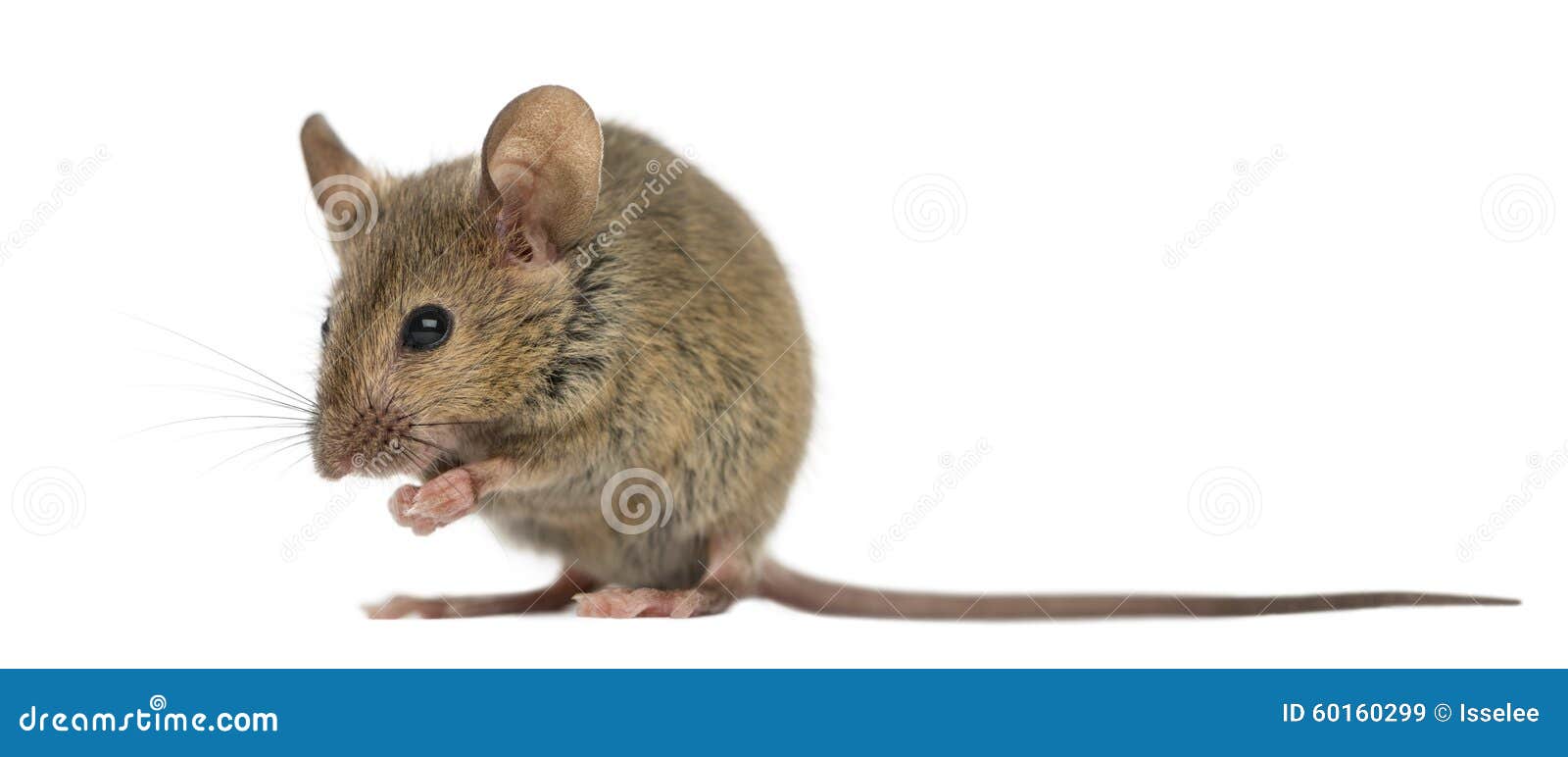 Wood Mouse Royalty-Free Stock Photo | CartoonDealer.com #60160299