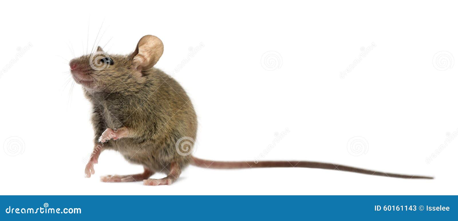 Wood Mouse Royalty-Free Stock Photo | CartoonDealer.com #60160299