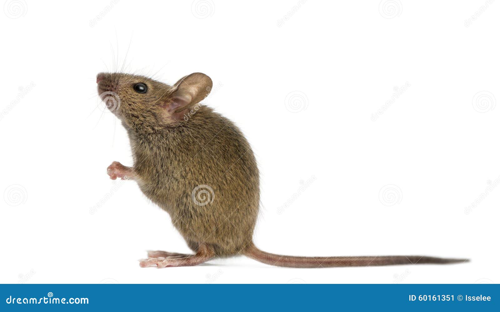 Wood Mouse Stock Photography | CartoonDealer.com #60161108