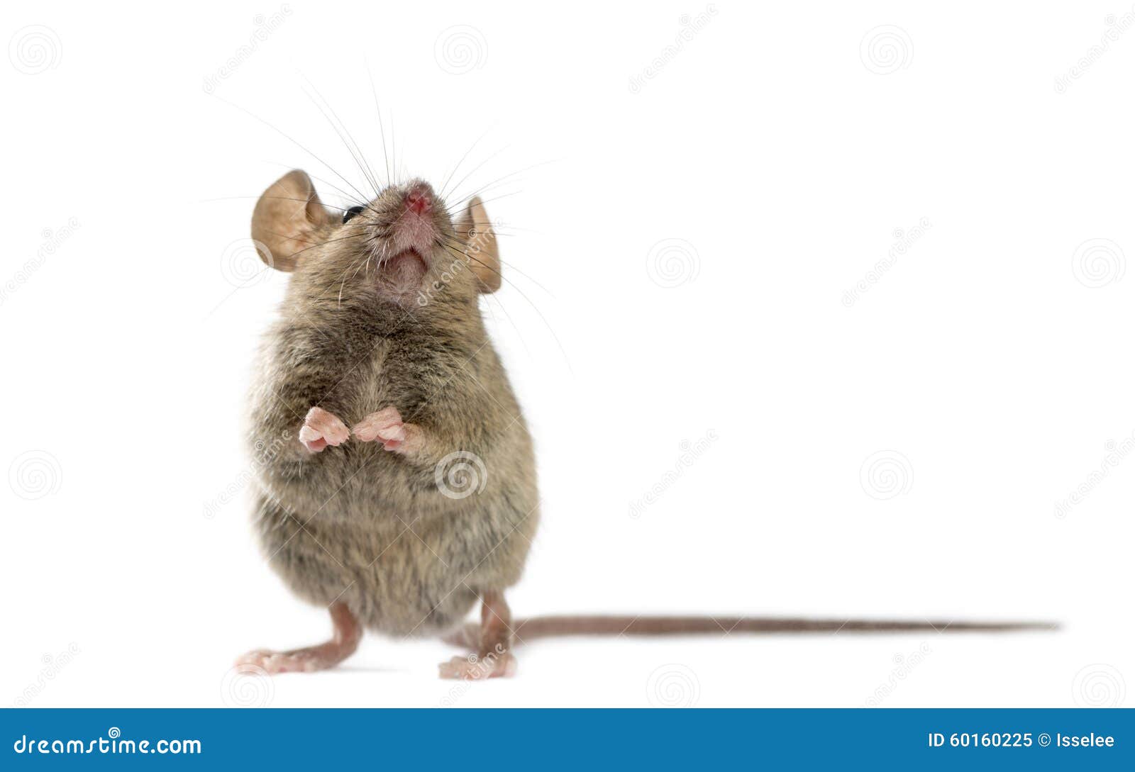 Mouse Standing Up