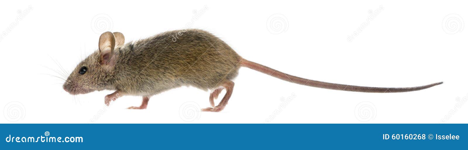 Wood Mouse in Front of a White Background Stock Photo - Image of animal ...