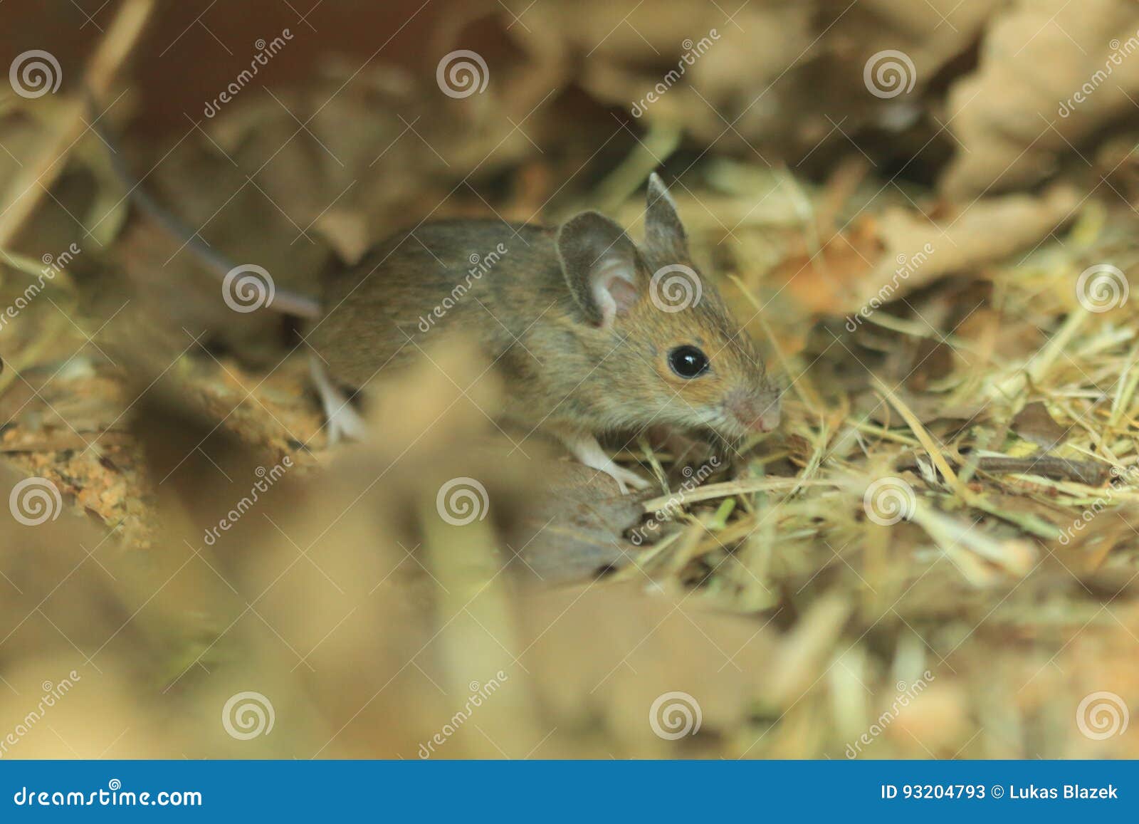 Wood mouse stock image. Image of european, field, apodemus - 93204793