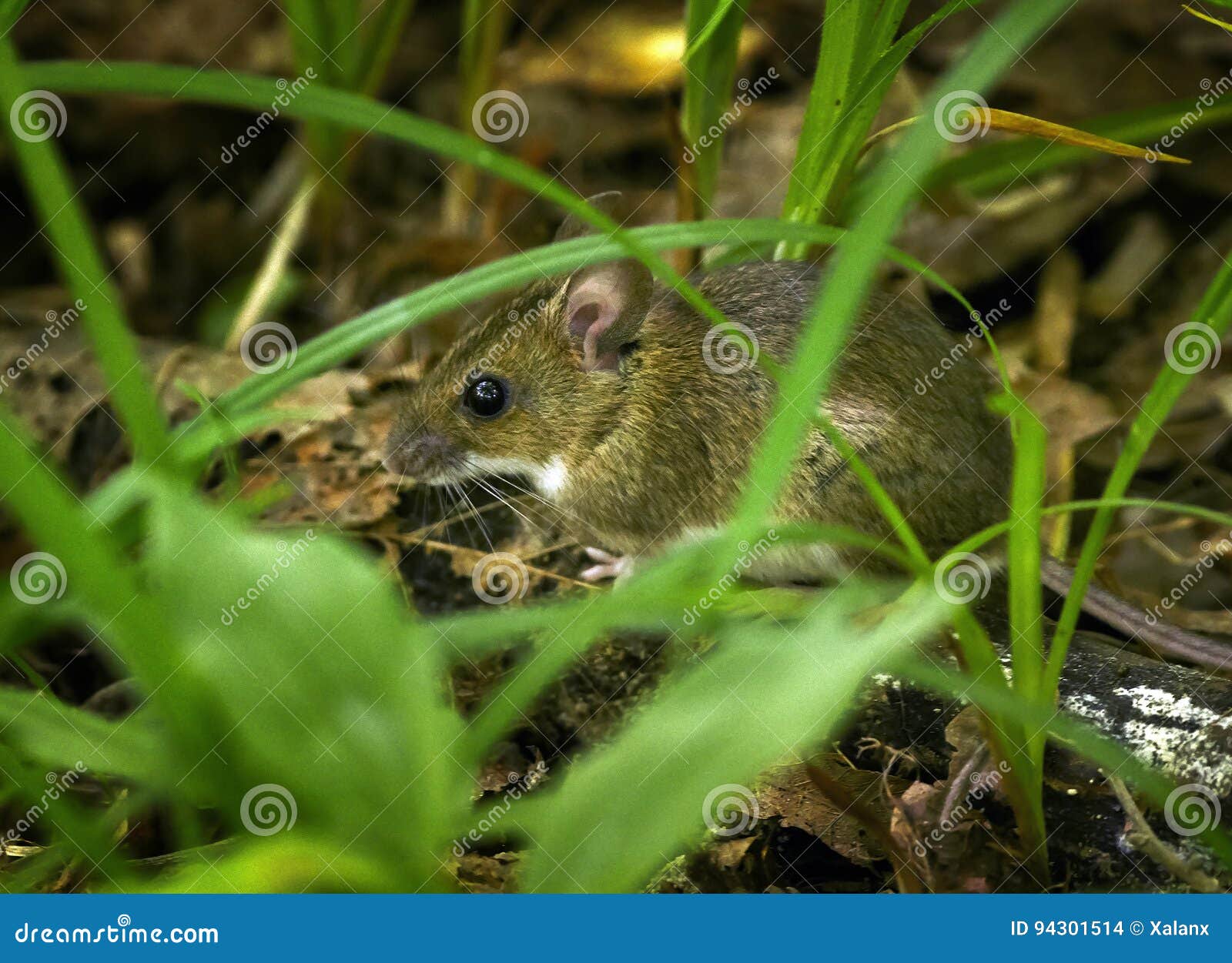 Wood Mouse Hiding in the Forest Stock Photo - Image of little, sweet ...