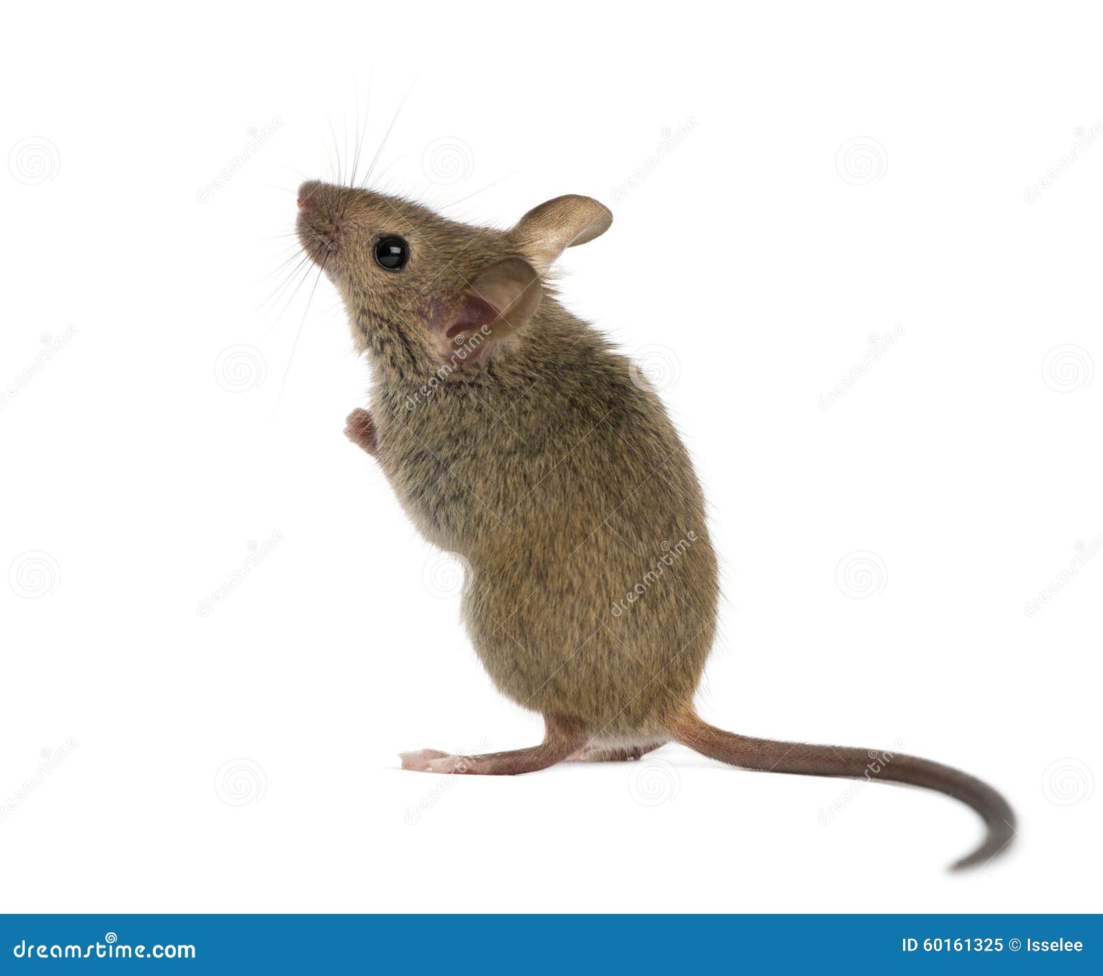 Wood Mouse Stock Photography | CartoonDealer.com #60161108