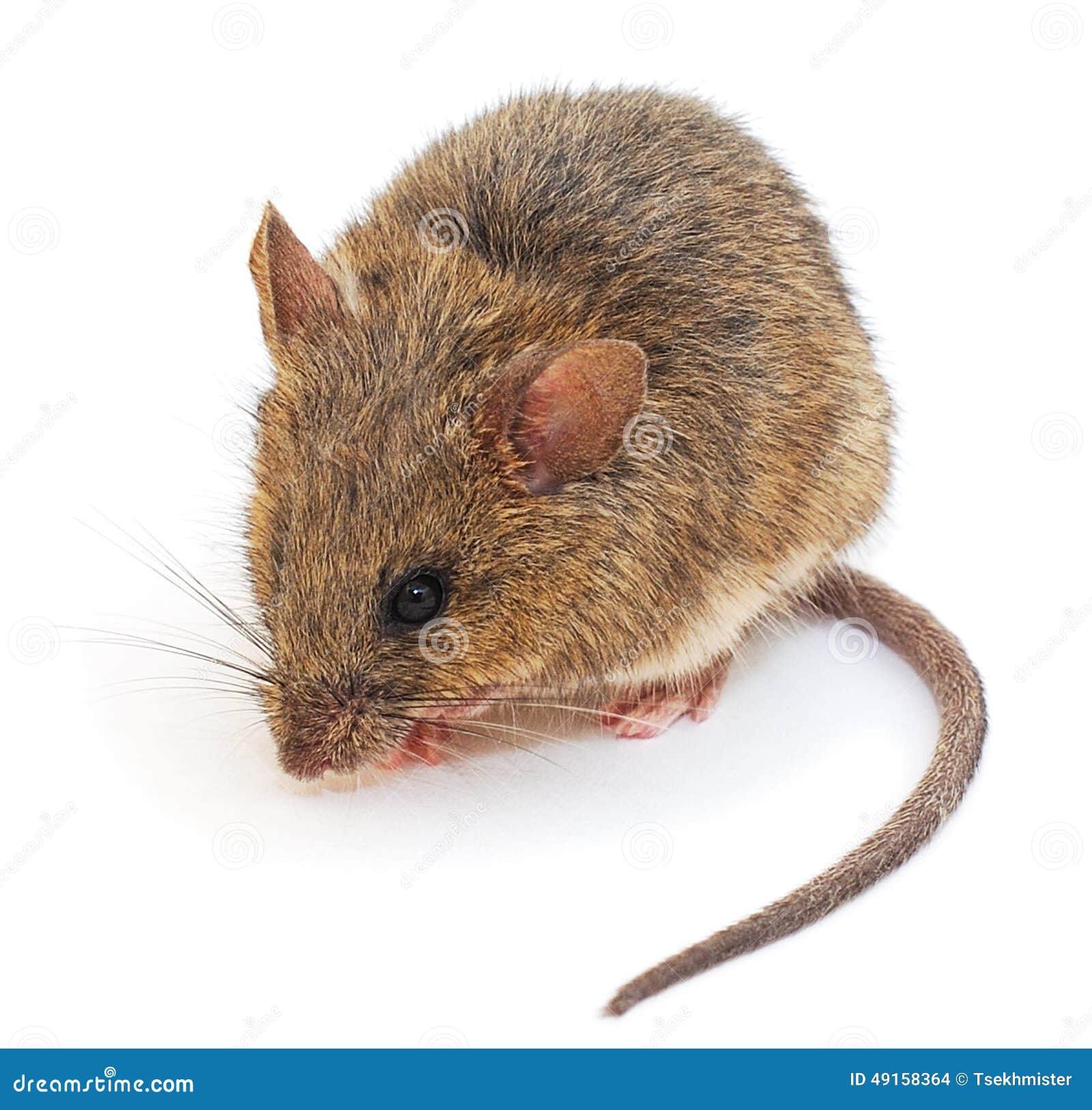 Wood mouse. stock photo. Image of isolated, rodent, pets - 49158364