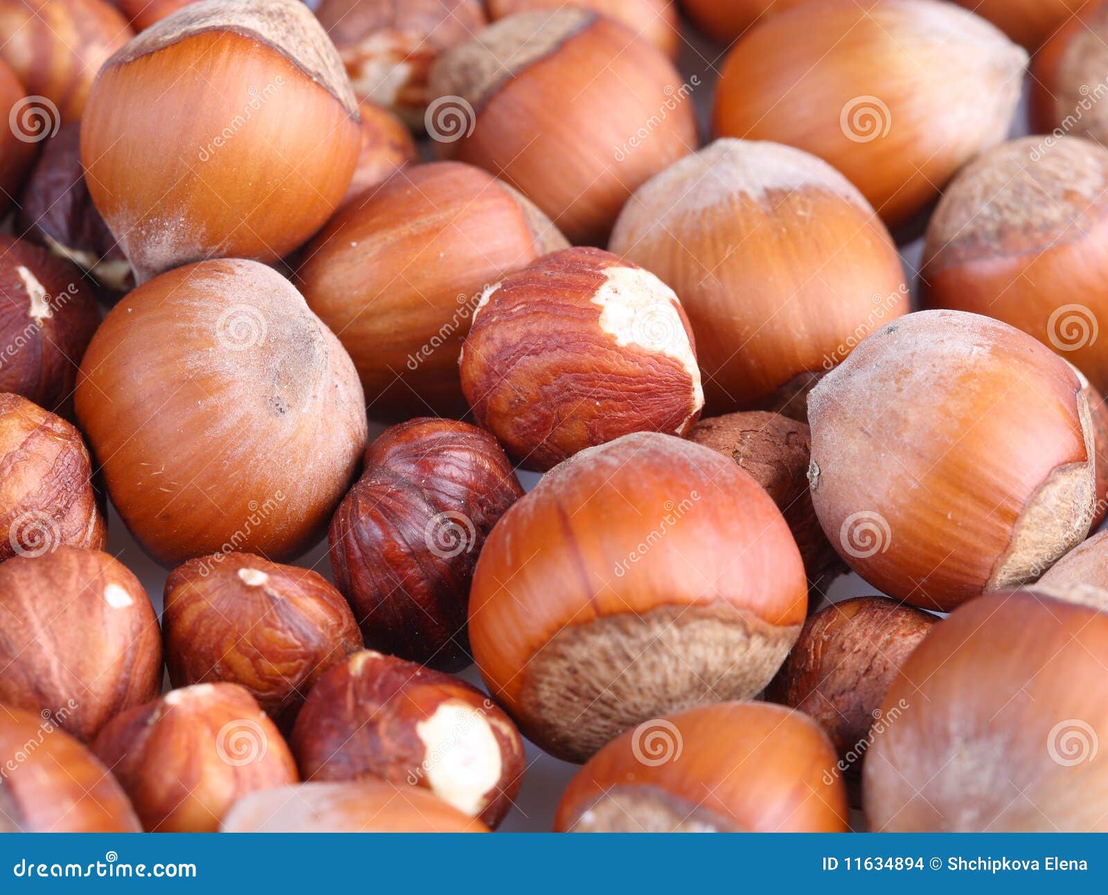 Wood nuts (filbert) stock photo. Image of sweetcorn, appetizer - 11634894