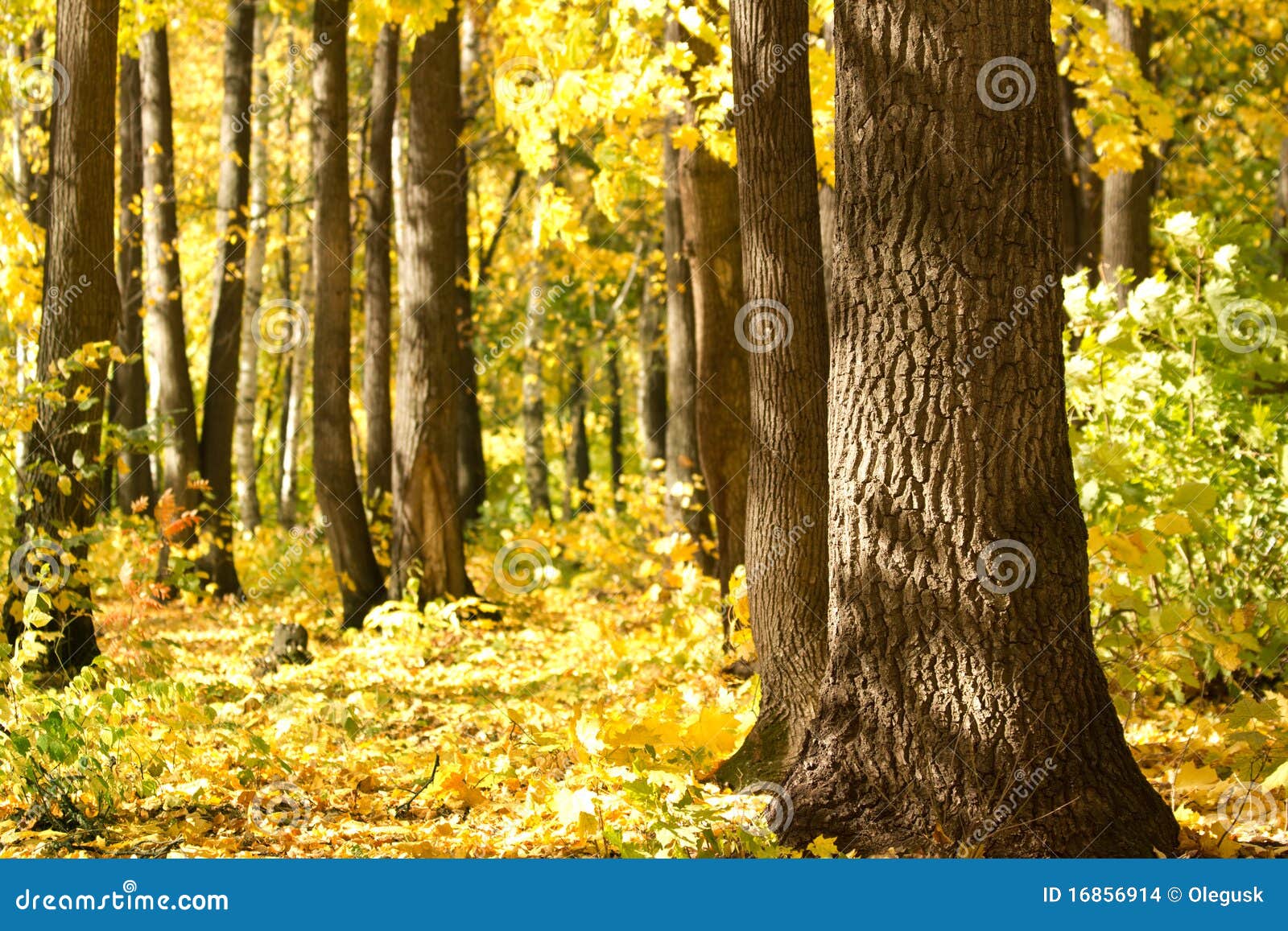 Wood oak autumn stock photo. Image of autumn, trunk, landscape - 16856914