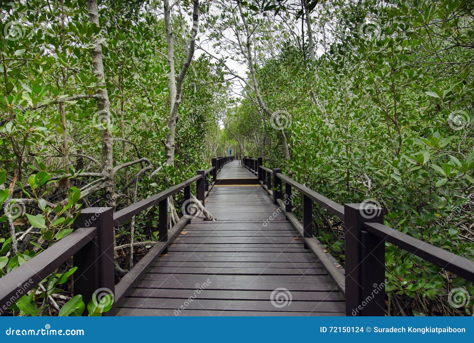 Wood Passage Way into Mangrove Forest (Trees Include Stock Photo ...