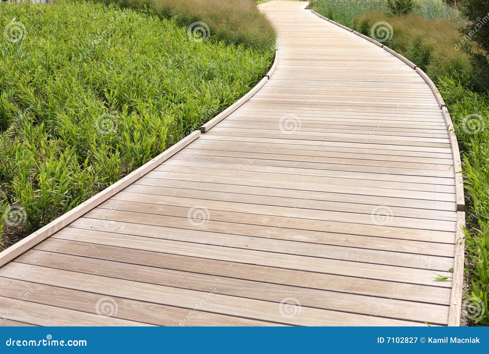 Wood path stock image. Image of meadow, flower, green - 7102827