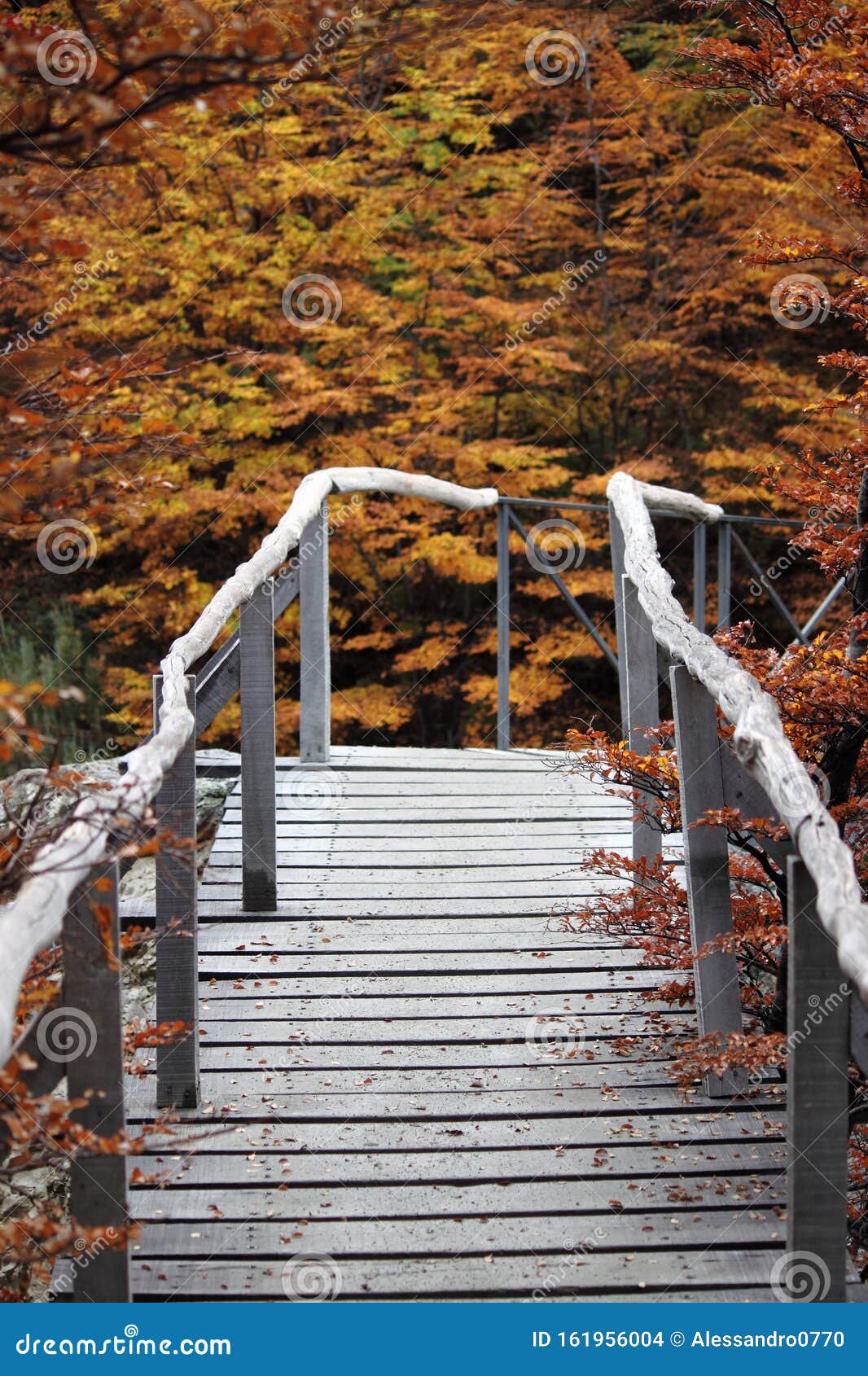 Wood path over a river stock photo. Image of trail, path - 161956004