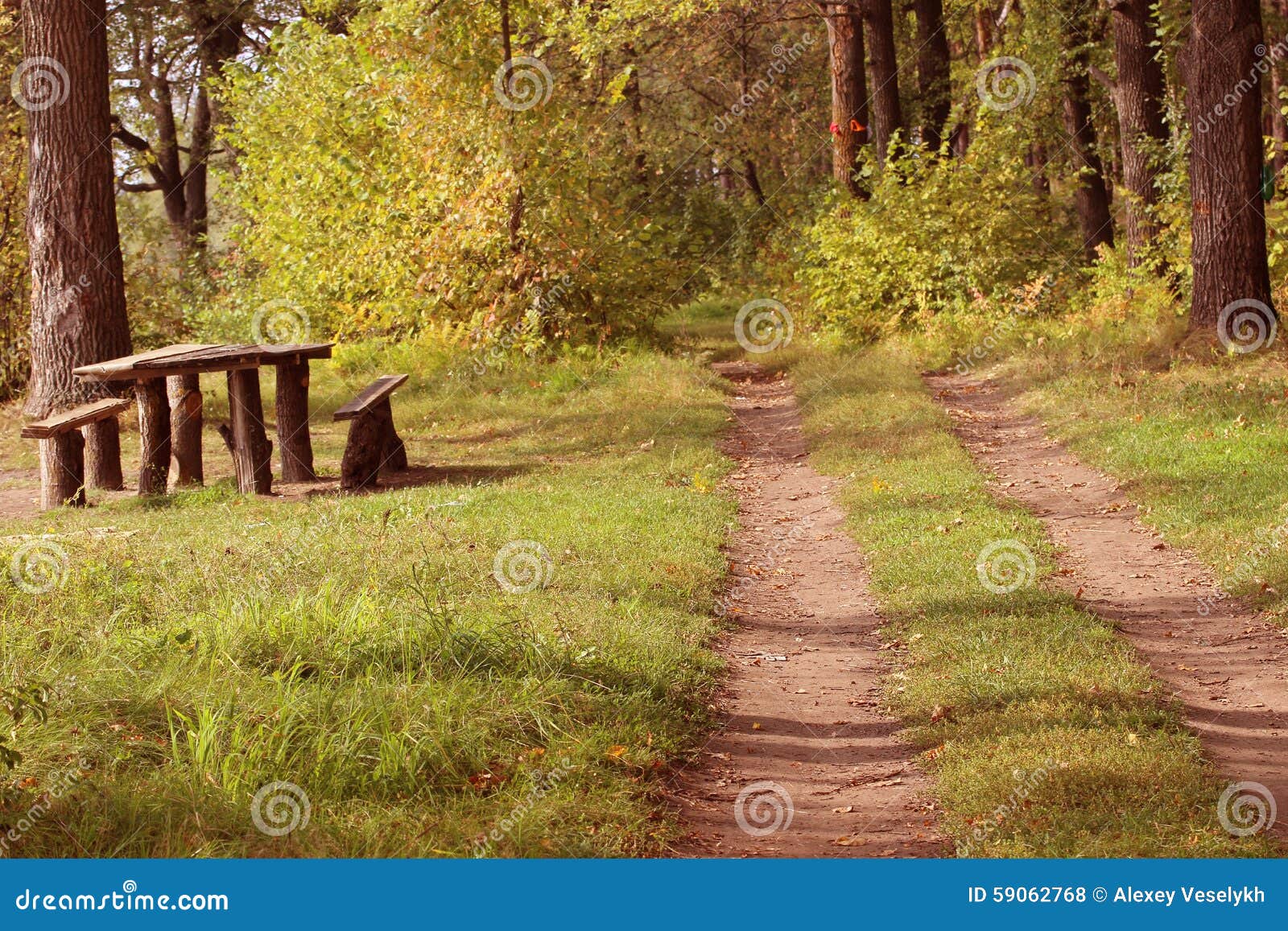 Wood path stock photo. Image of shrubs, nature, forest - 59062768