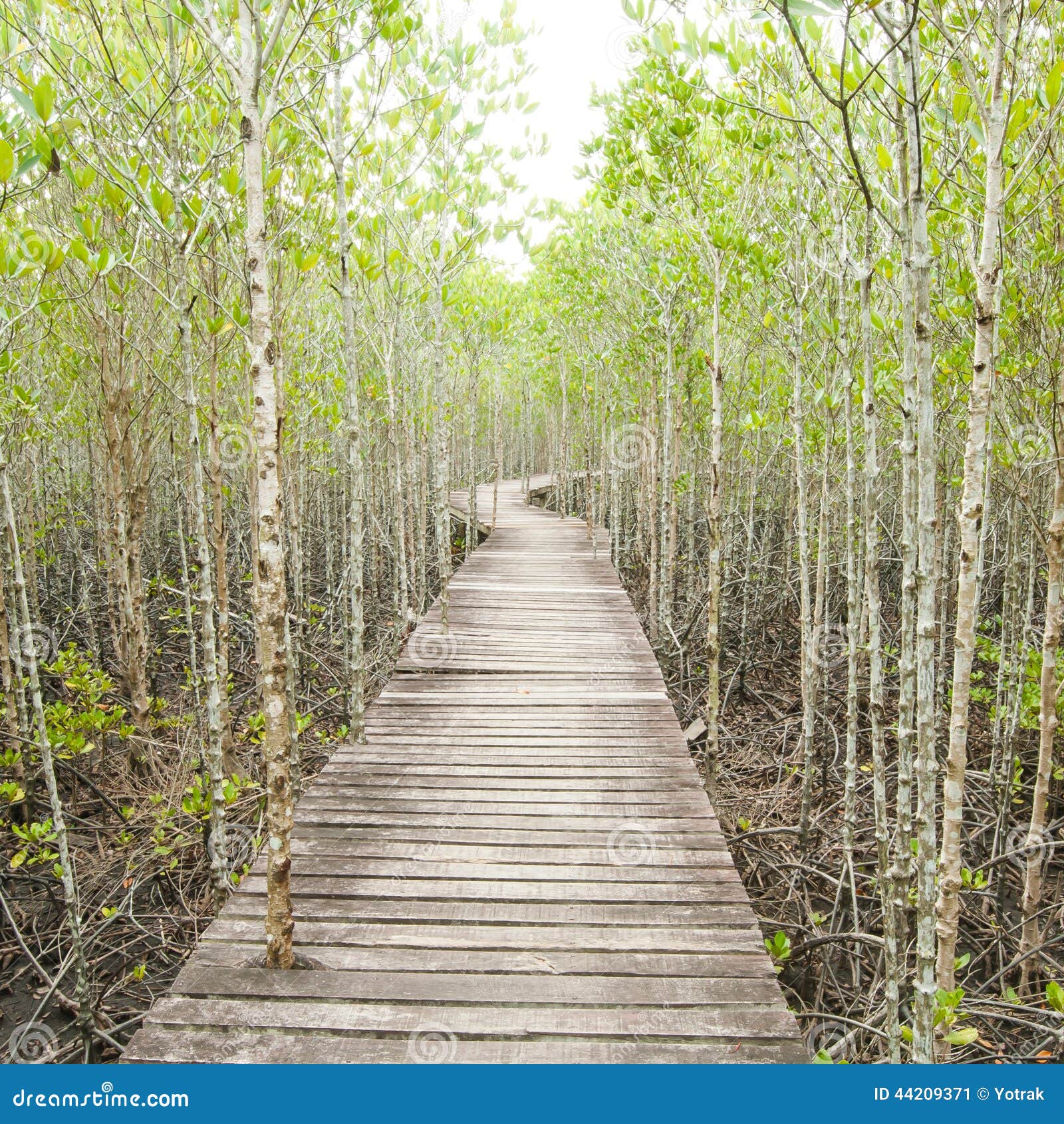 A Path In Mangrove Forest Stock Photo | CartoonDealer.com #229375872