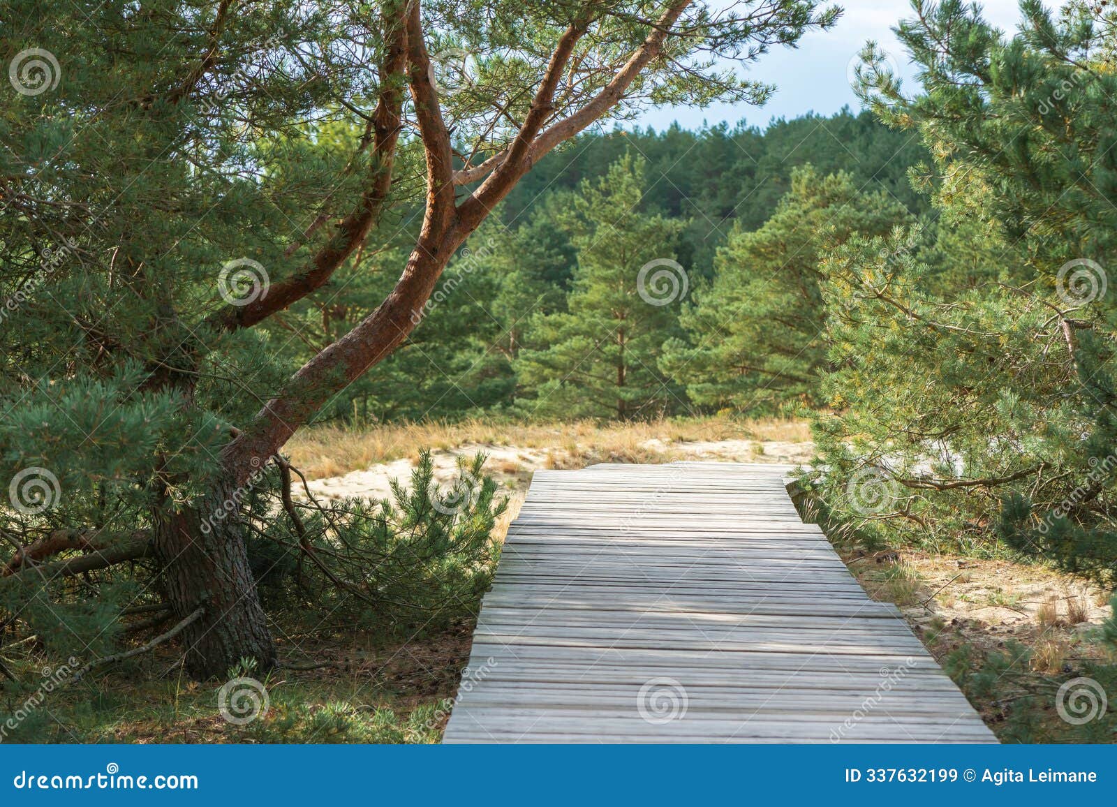 Wood Path Way among the Trees of Curonian Spit . Stock Image - Image of ...
