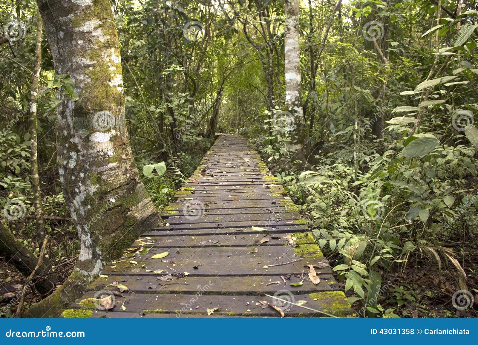 Wood Pathway Stock Photo | CartoonDealer.com #43031358