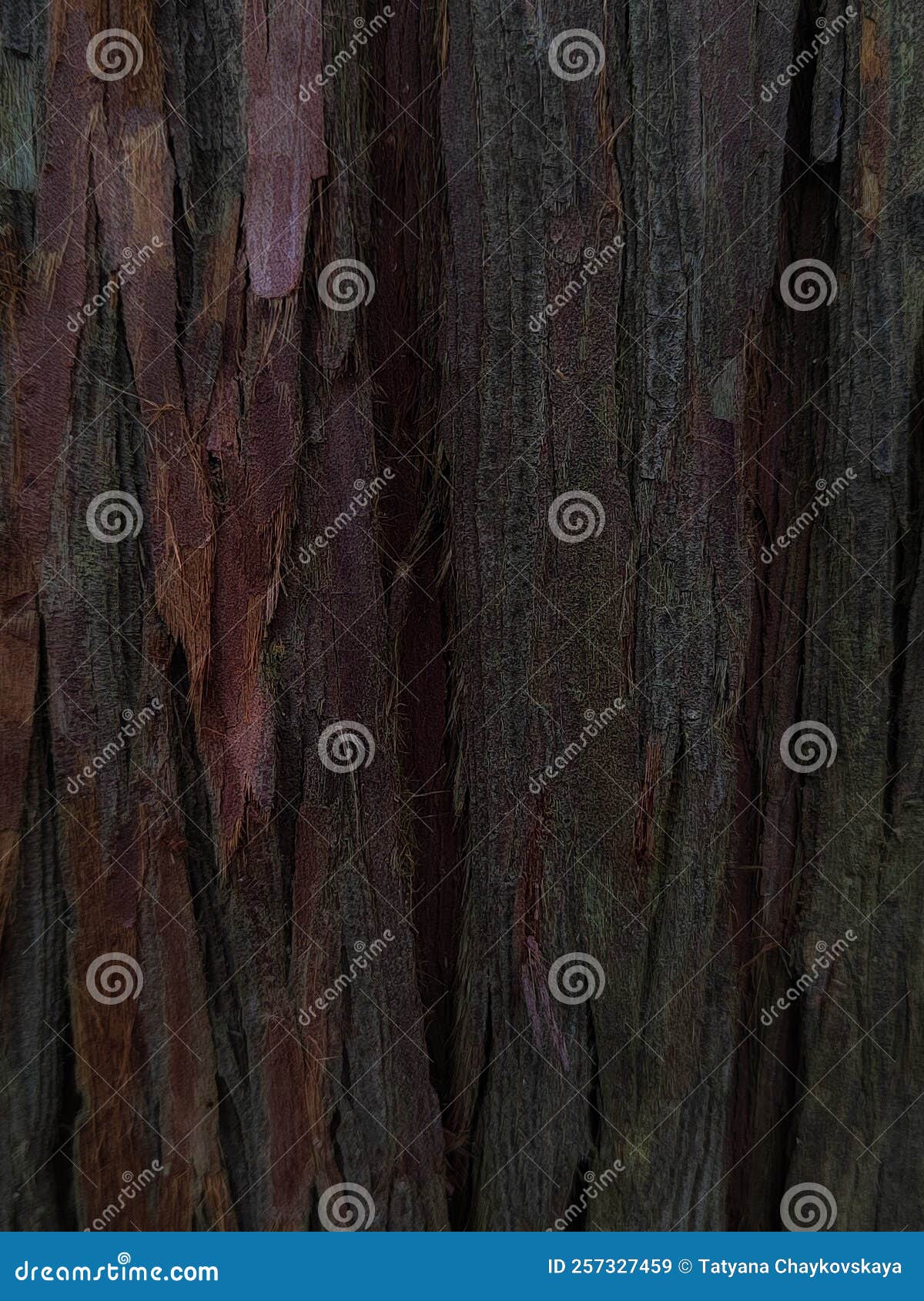 Wood Pattern of Autumn Tree Stock Image - Image of floor, texture ...