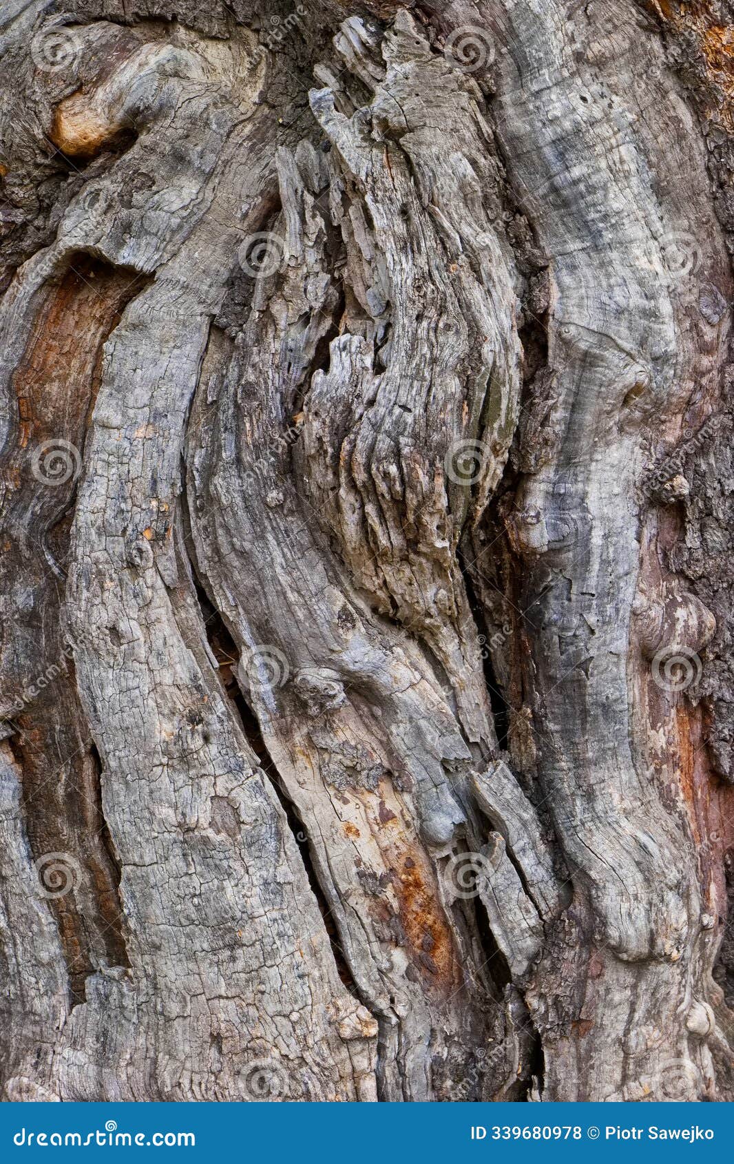 Wood, Pattern, Background, Rings, Nature, Old, Park, Tree, Botan Stock ...