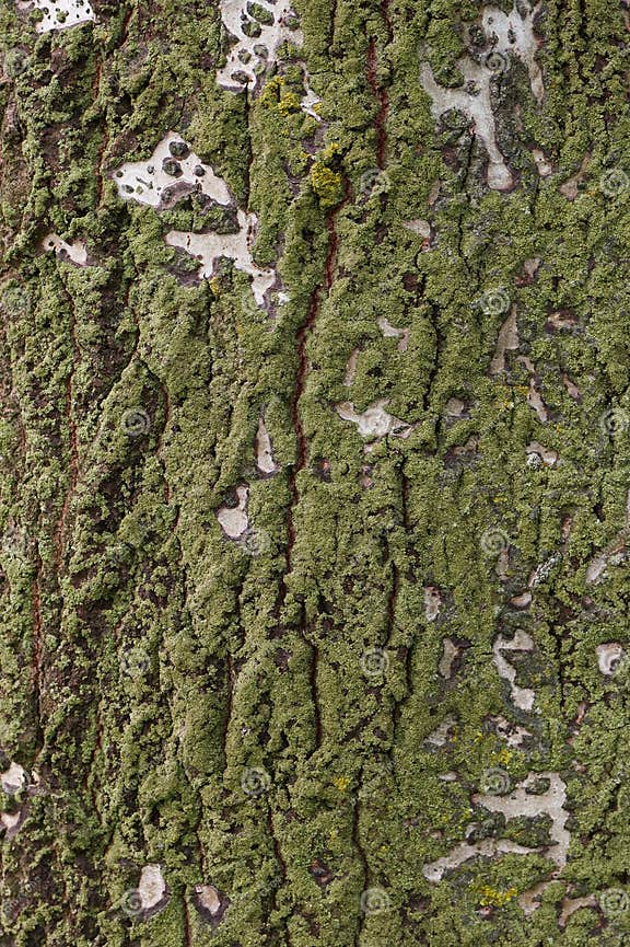 Wood, Pattern, Background, Rings, Nature, Old, Park, Tree, Botan Stock ...