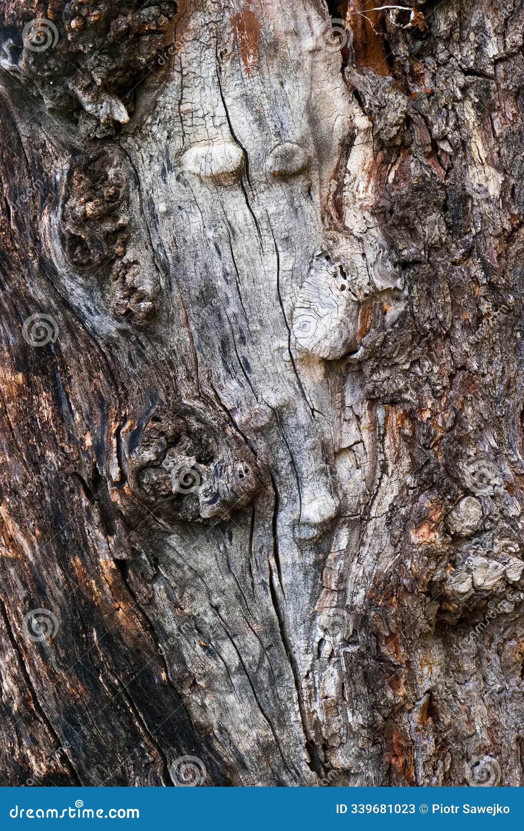 Wood, Pattern, Background, Rings, Nature, Old, Park, Tree, Botan Stock ...