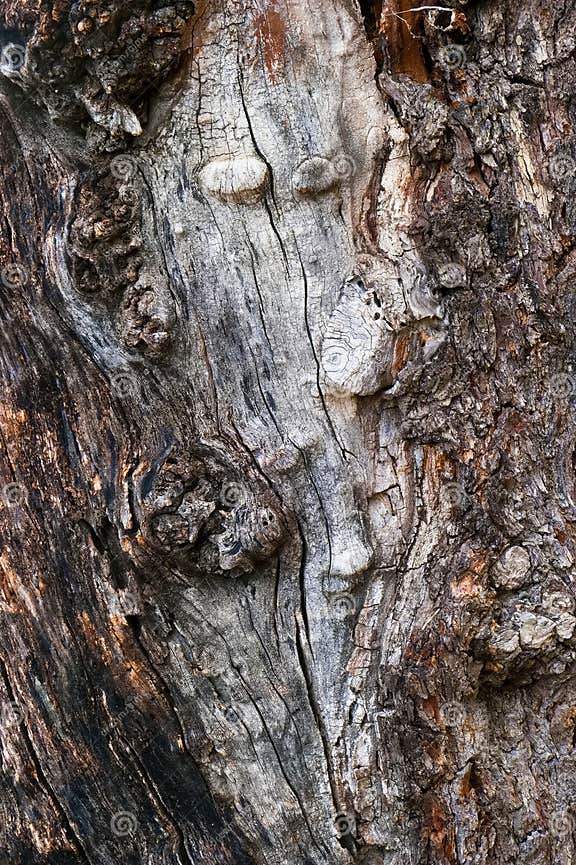 Wood, Pattern, Background, Rings, Nature, Old, Park, Tree, Botan Stock ...