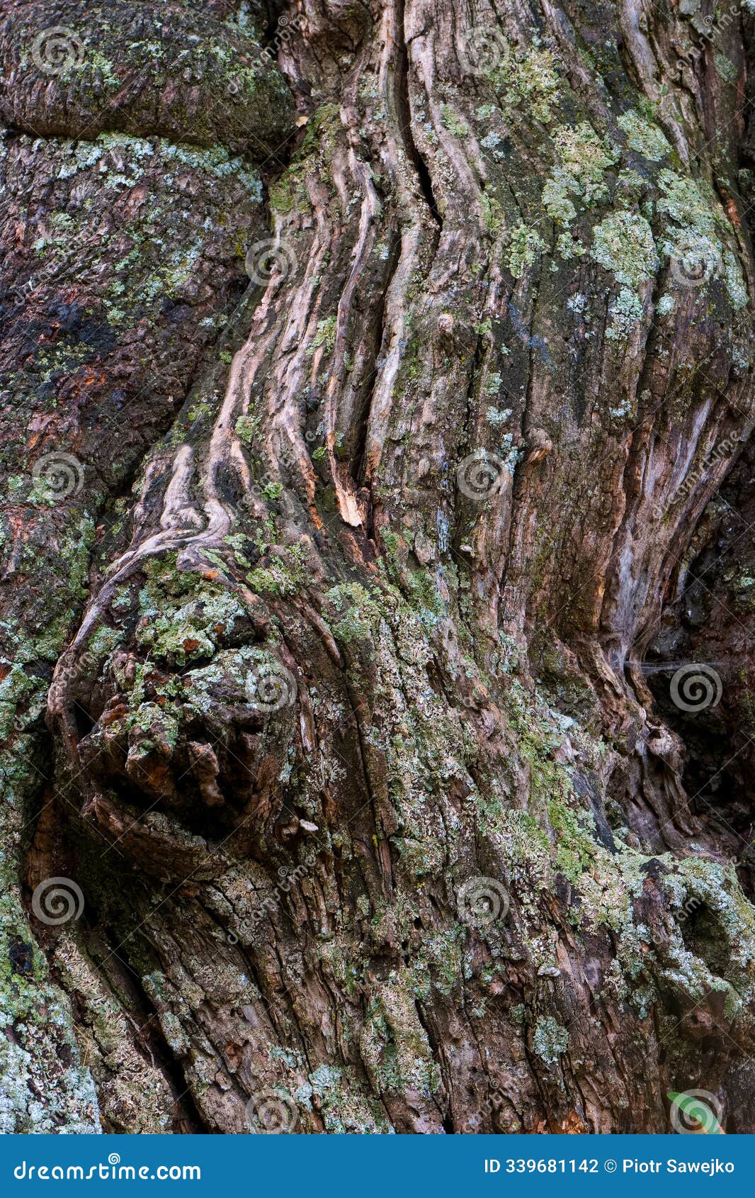 Wood, Pattern, Background, Rings, Nature, Old, Park, Tree, Botan Stock ...