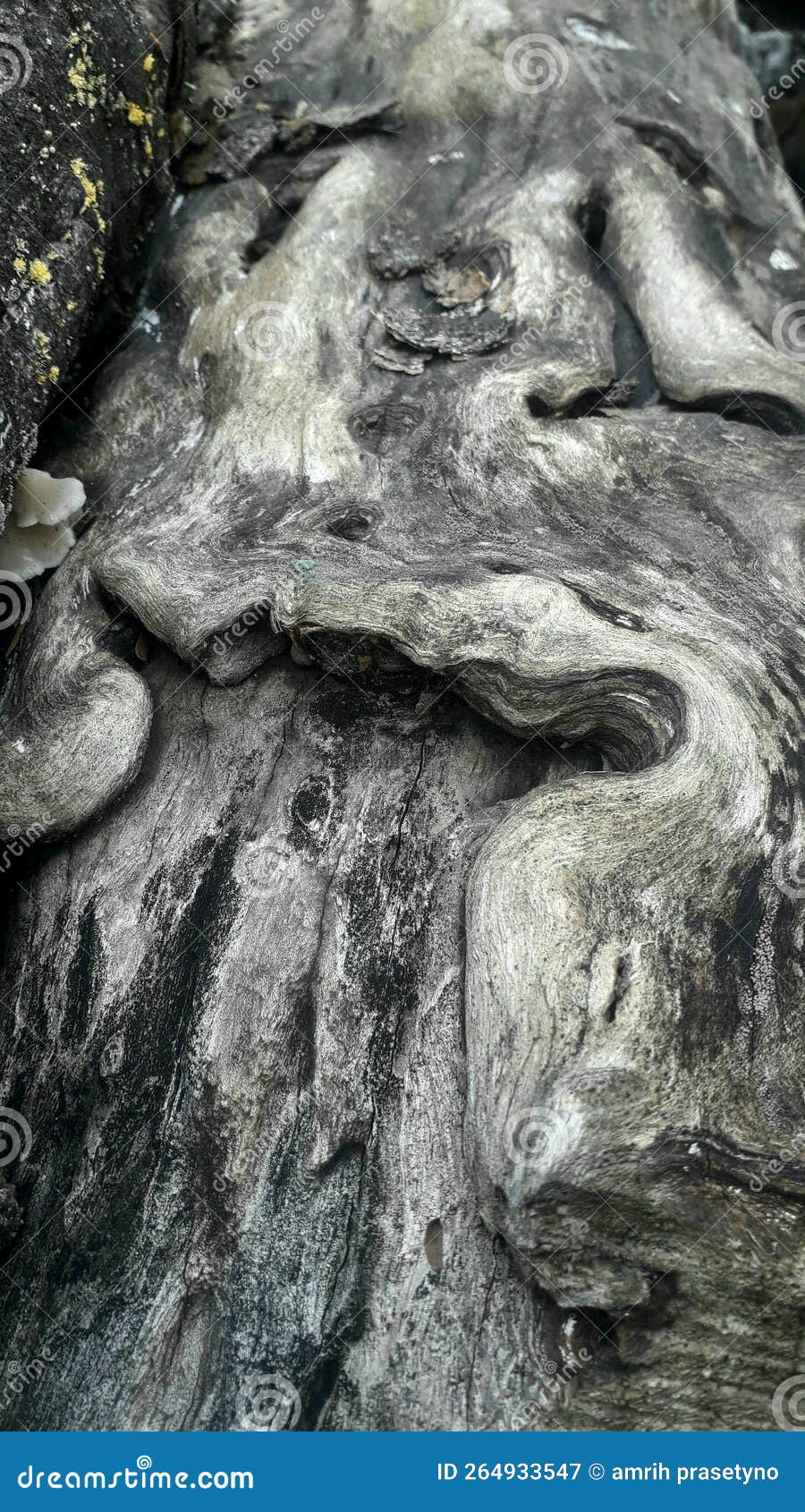 Wood pattern on dead log stock image. Image of dead - 264933547