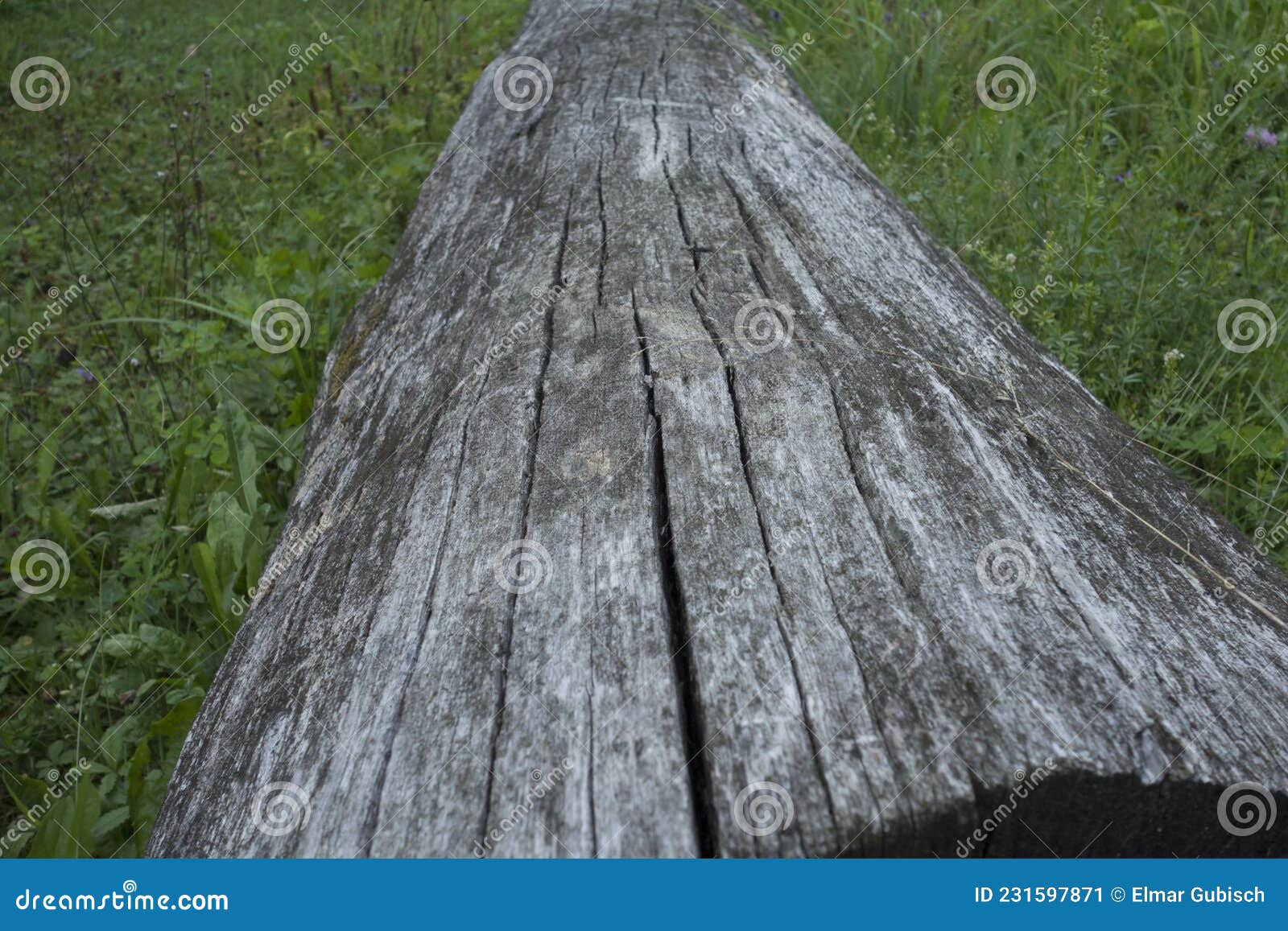 Wood Pattern and Wood Grain Stock Image - Image of surface, textures ...