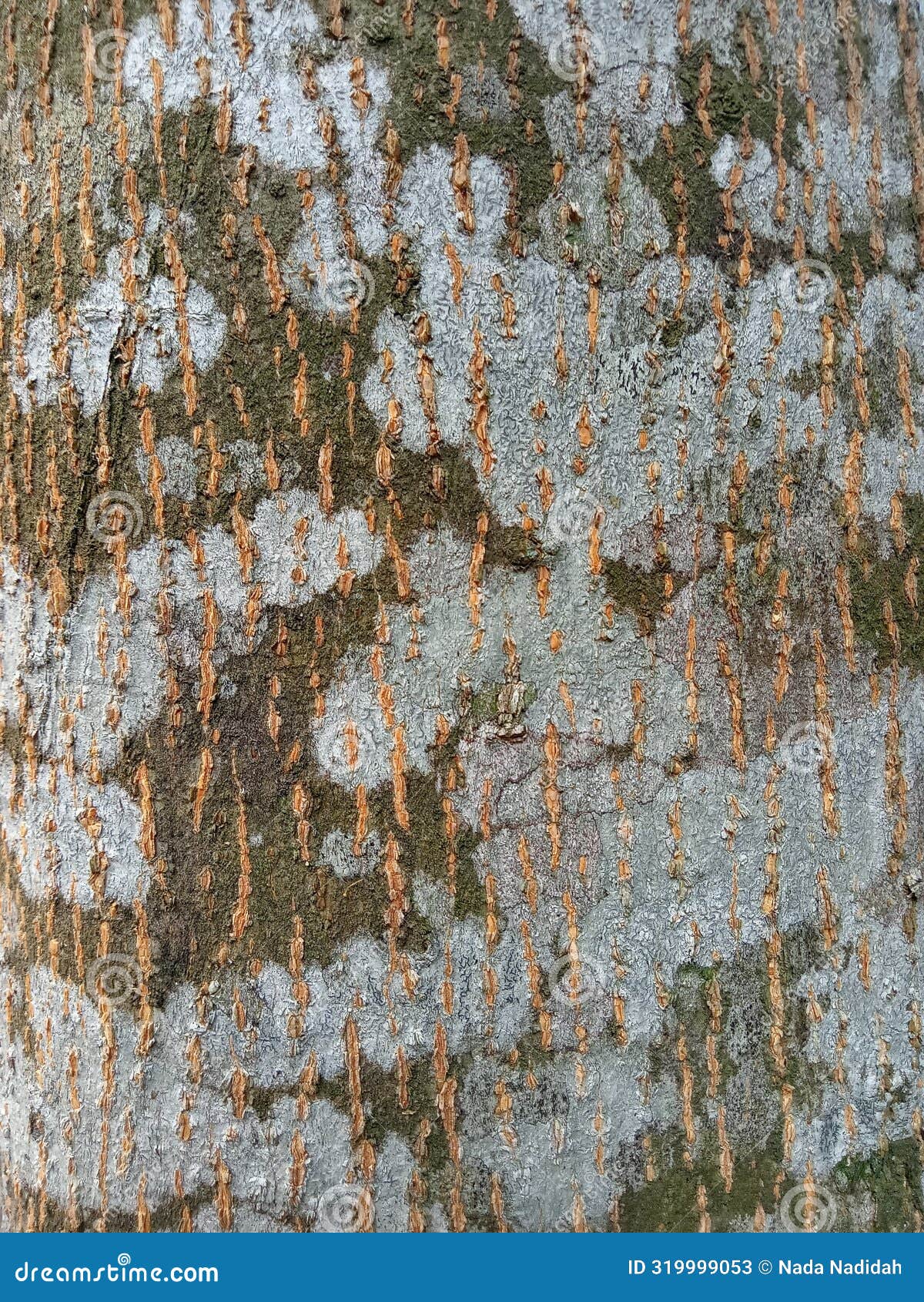 Wood Pattern, the Texture of a Tree S Bark in Zoom Stock Image - Image ...