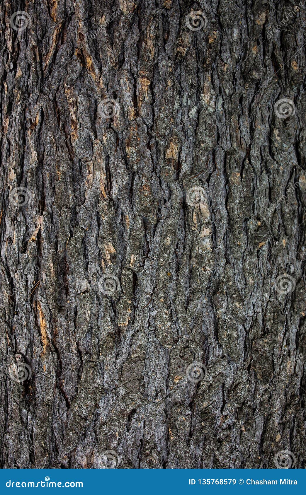 Wood pattern on a tree stock image. Image of common - 135768579