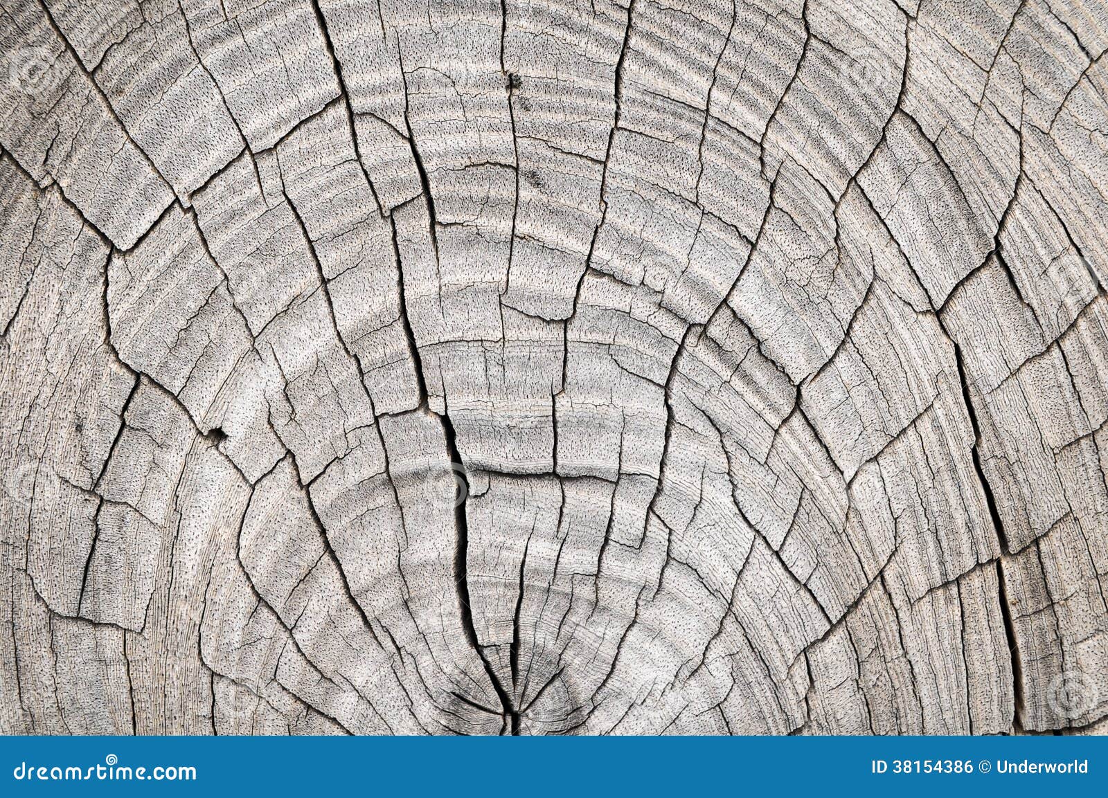 Wood Pattern Trunk Texture stock photo. Image of monochrome - 38154386