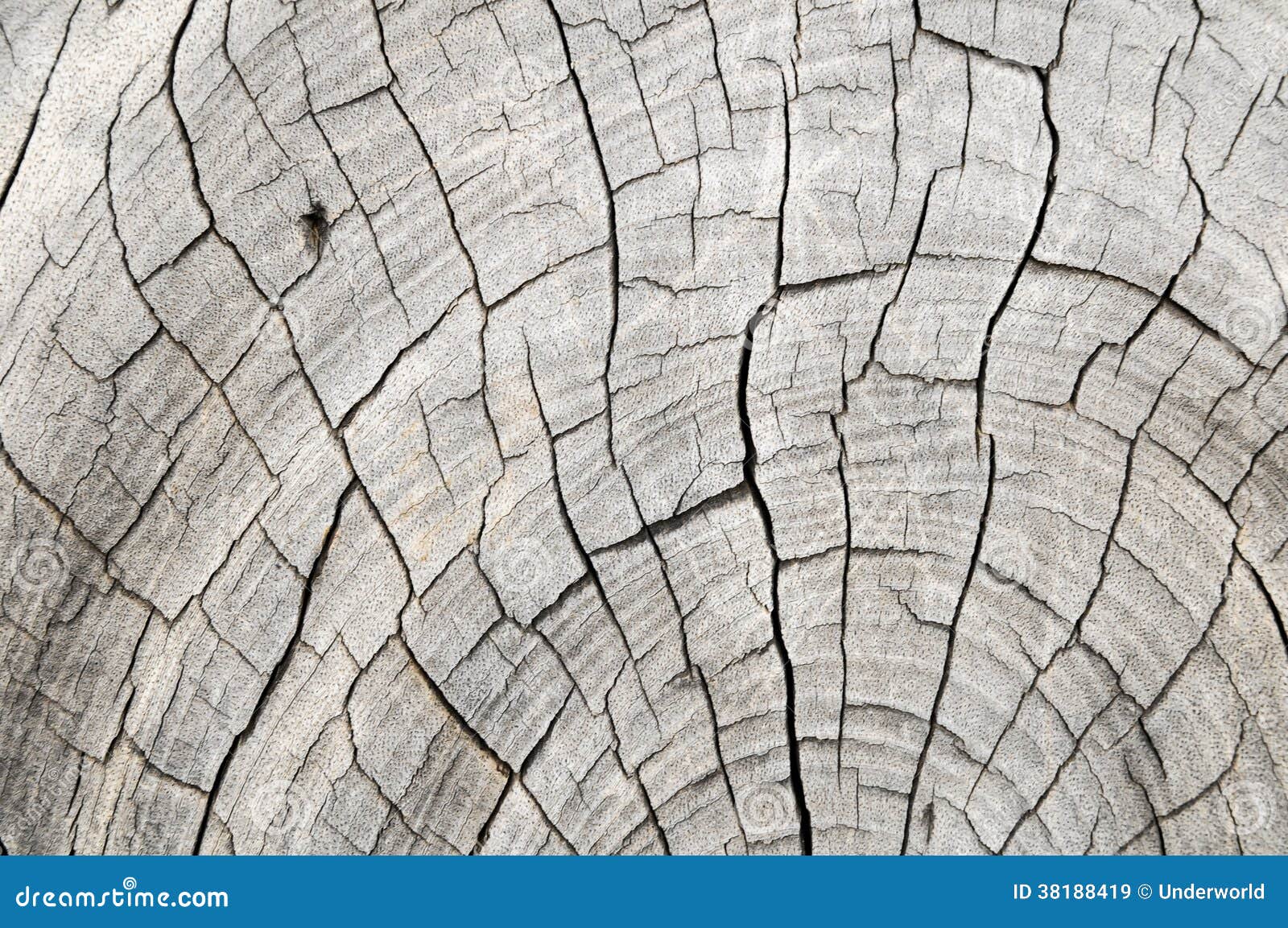 Wood Pattern Trunk Texture stock image. Image of texture - 38188419