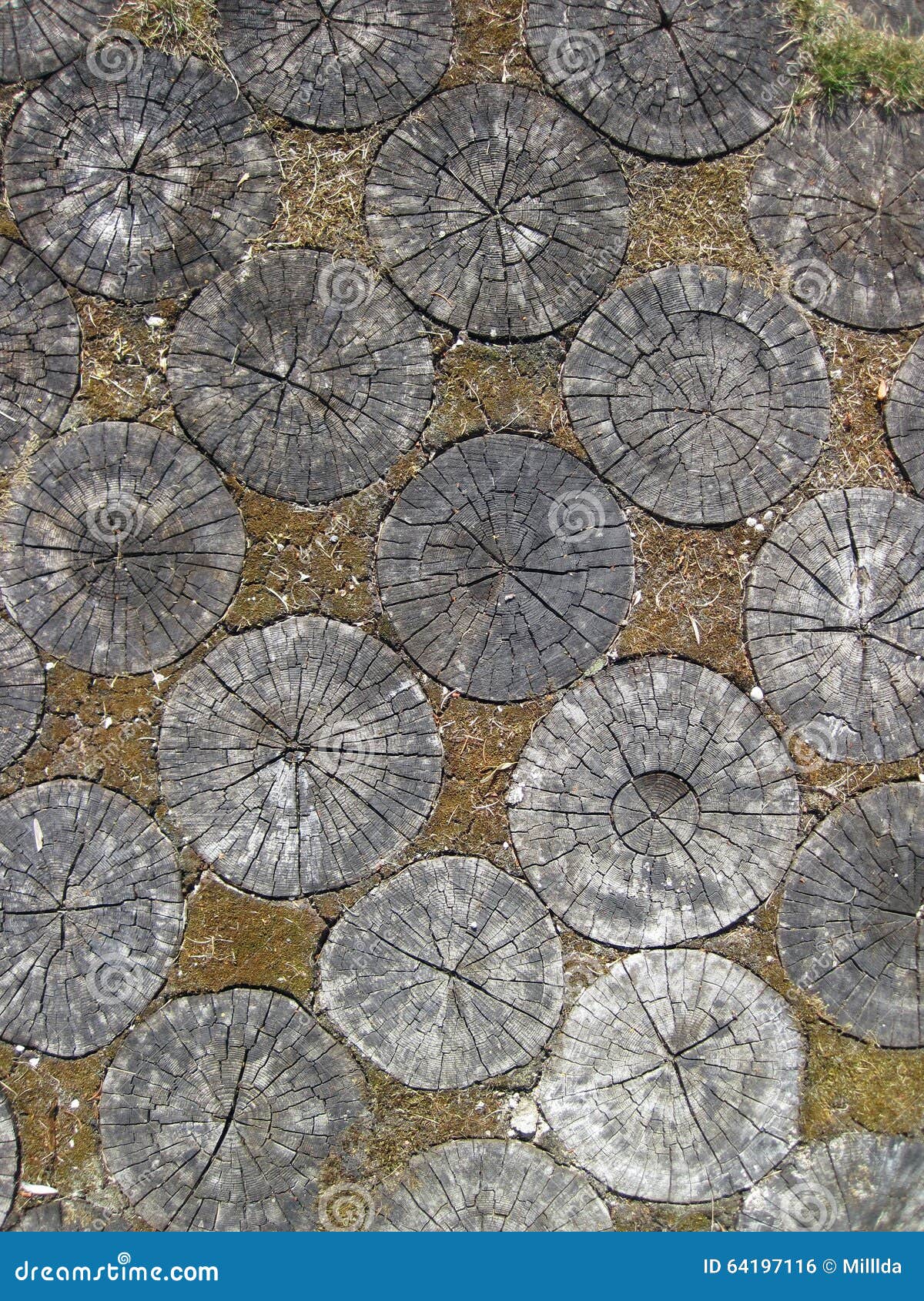 Wood pavement stock photo. Image of wooden, smooth, bricks - 64197116