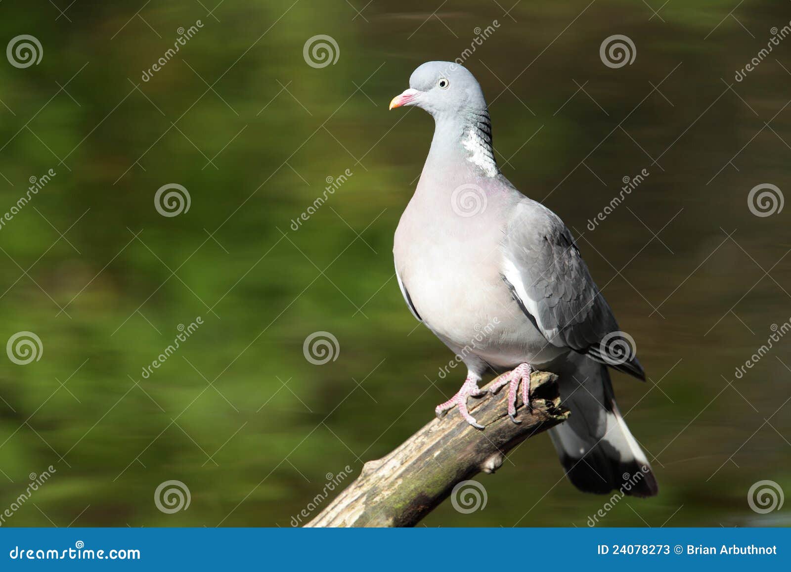 Wood pidgeon. stock image. Image of profile, pigeons - 24078273