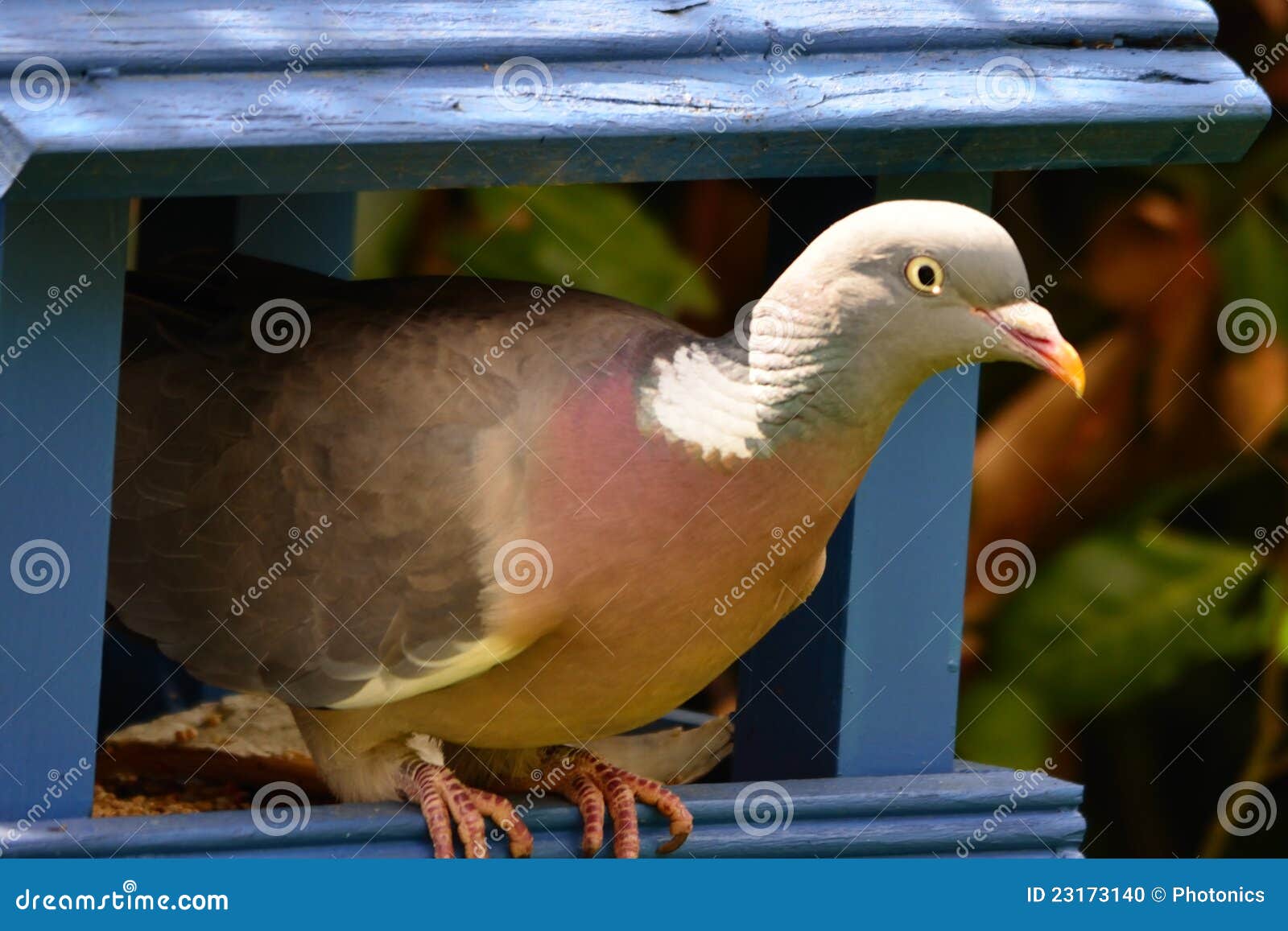 Wood Pigeon on Bird Table stock photo. Image of focus - 23173140