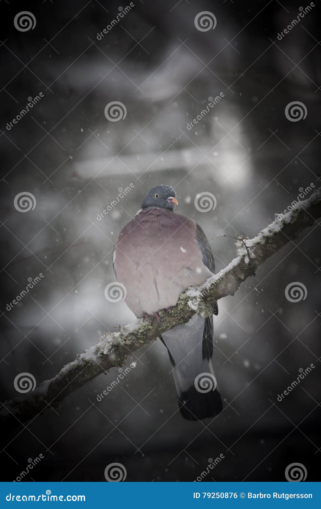 Wood pigeon stock photo. Image of winter, pigeons, doves - 79250876